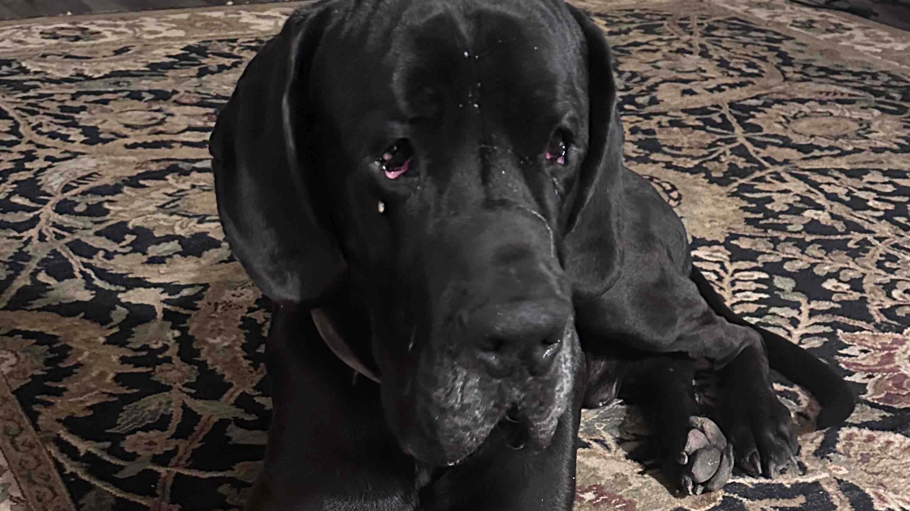 Fundraiser by Shaun Grammer : Help Save Biko’s life