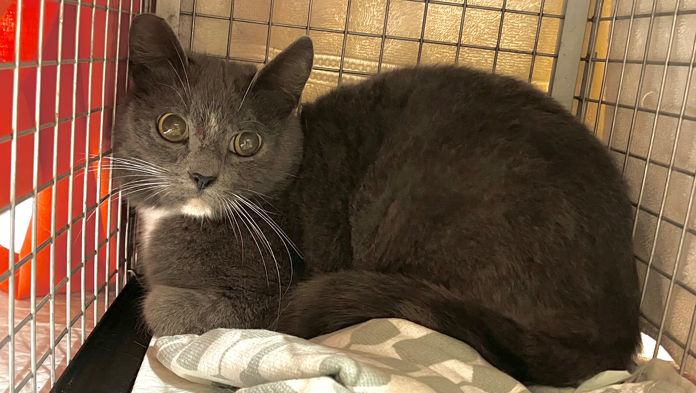 Fundraiser by Wendy Ruiz : Fixing the Ferals Trap-Neuter-Return (TNR ...