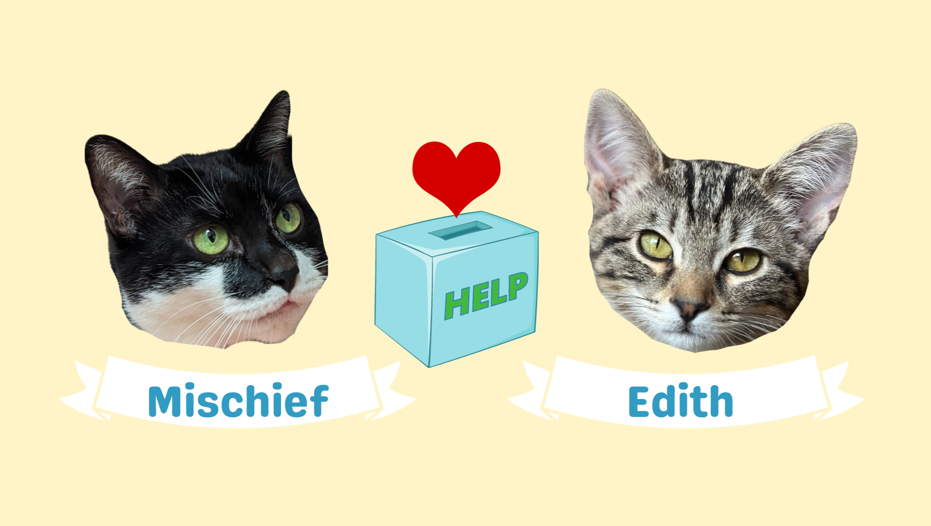 Fundraiser by Courtney Hatt : Help Rescue Kitties Mischief & Edith