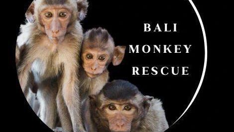 Fundraiser for Hans Kost by Sophia Kost : URGENTLY need help to save Bali Monkeys!!!