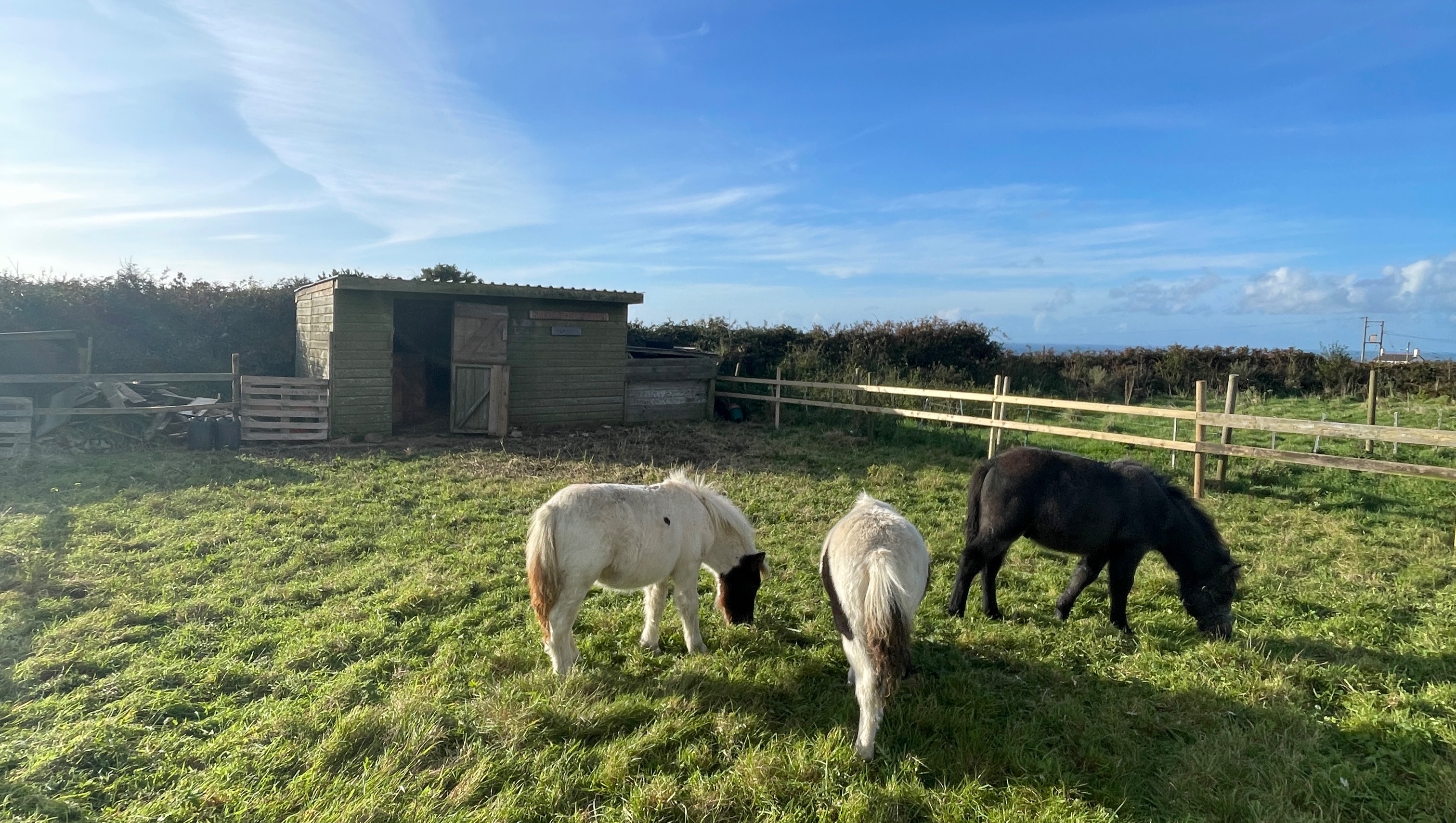 Fundraiser for Poppy Parsons by Lamorna Gore : Poppy & the Pit Ponies