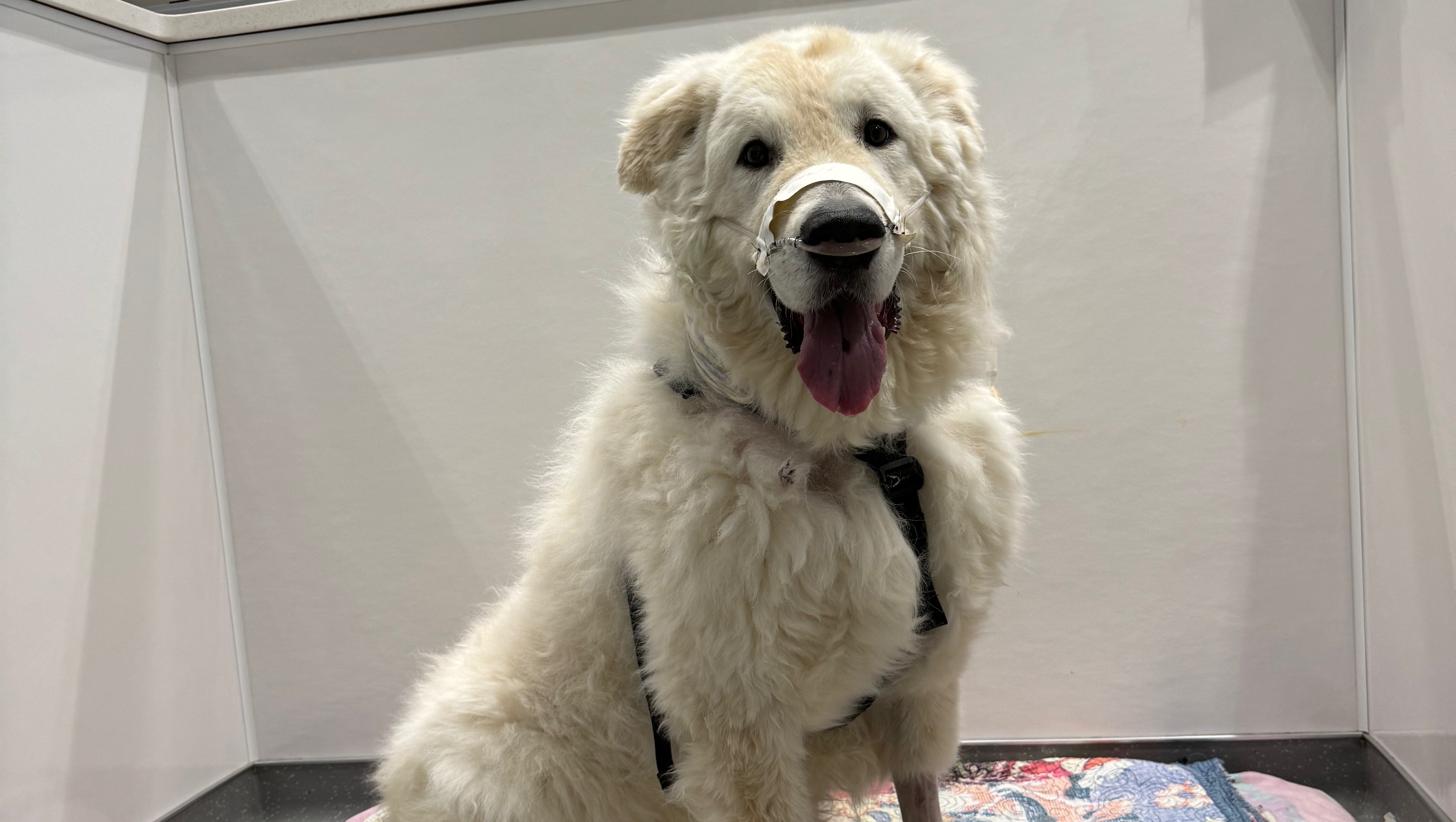 Fundraiser by Kelsey Henderson : Ghost’s Home! But we could use your help!