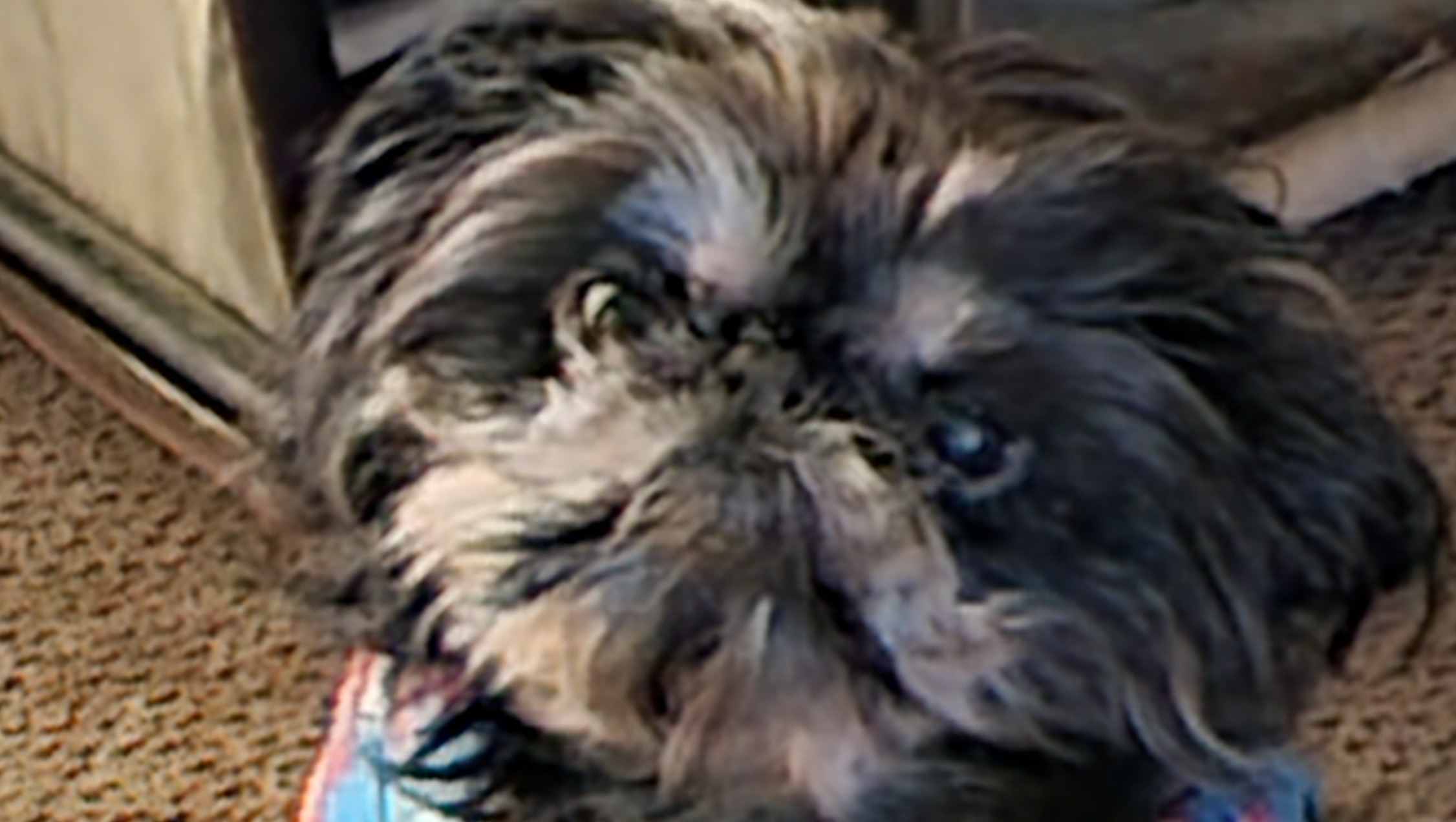 Fundraiser by Mel Morris : TRULY NEED HELP COVERING TECA-BO SURGERIES ...