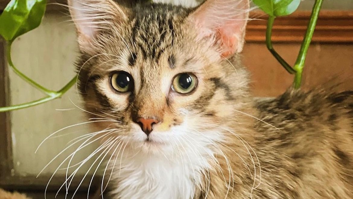 Fundraiser by Cleocatra Cat Cafe : Rescue stray cats in Manitoba