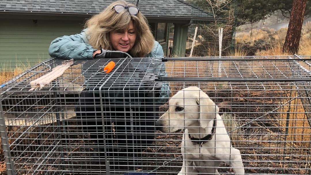 Fundraiser by Elena Chadwick : Reunite lost pets with their families!