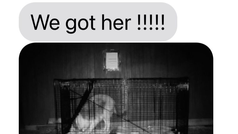 Fundraiser by Elena Chadwick : Reunite lost pets with their families!