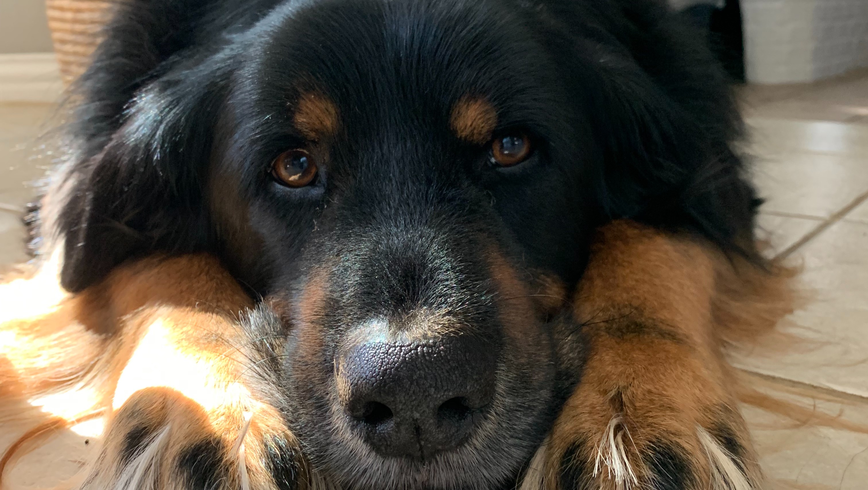 Fundraiser for Meghan McClellan by Adrienne Brin : Help Gus the Pup ...