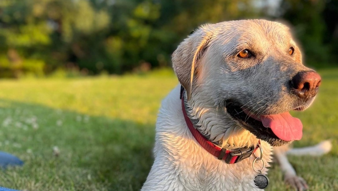 Fundraiser by Josh Quale : Haggie aka Mamma needs our help urgently