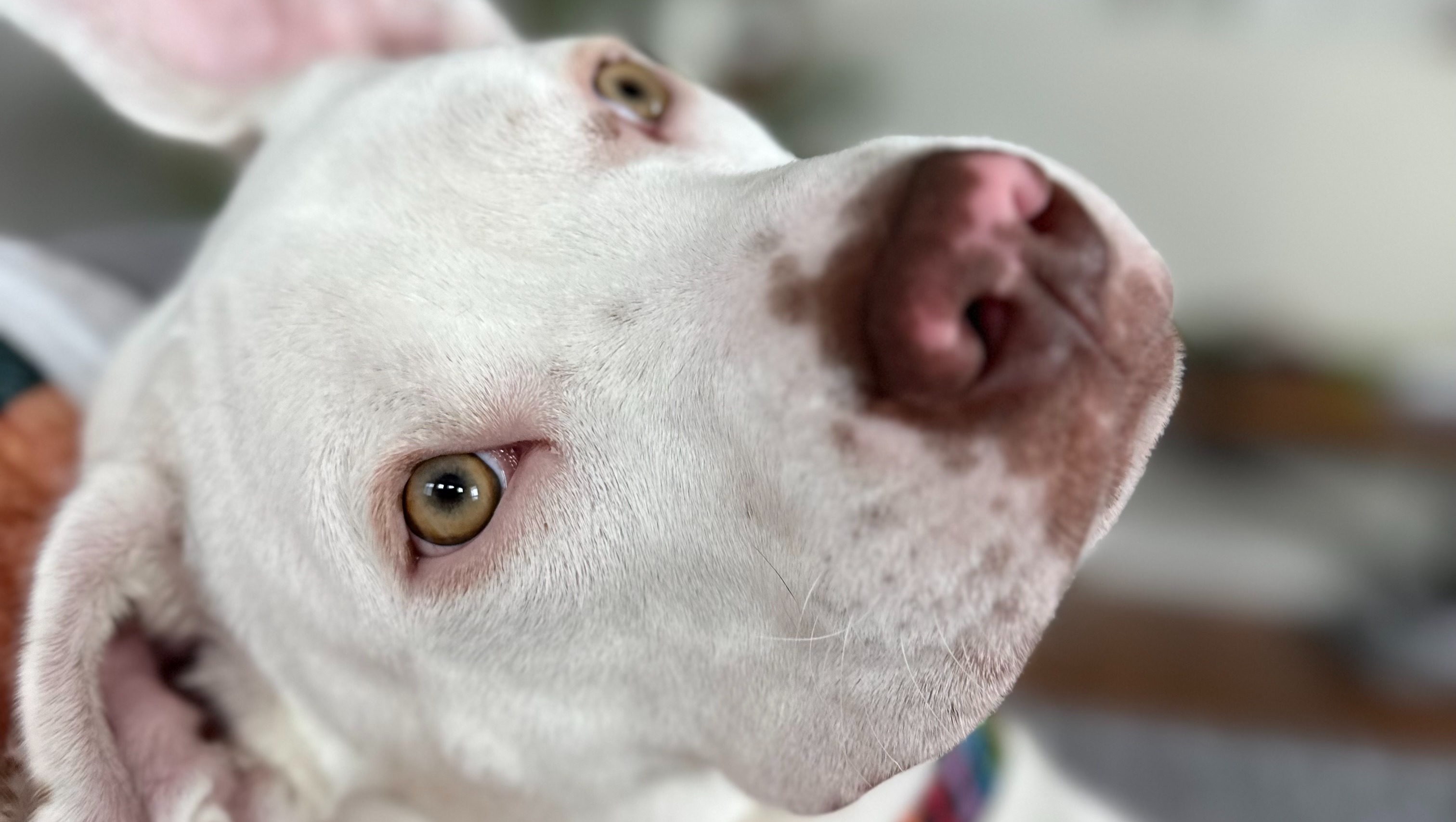 Fundraiser by Joanna Lee : Surgery to help Gertie go from foster to forever