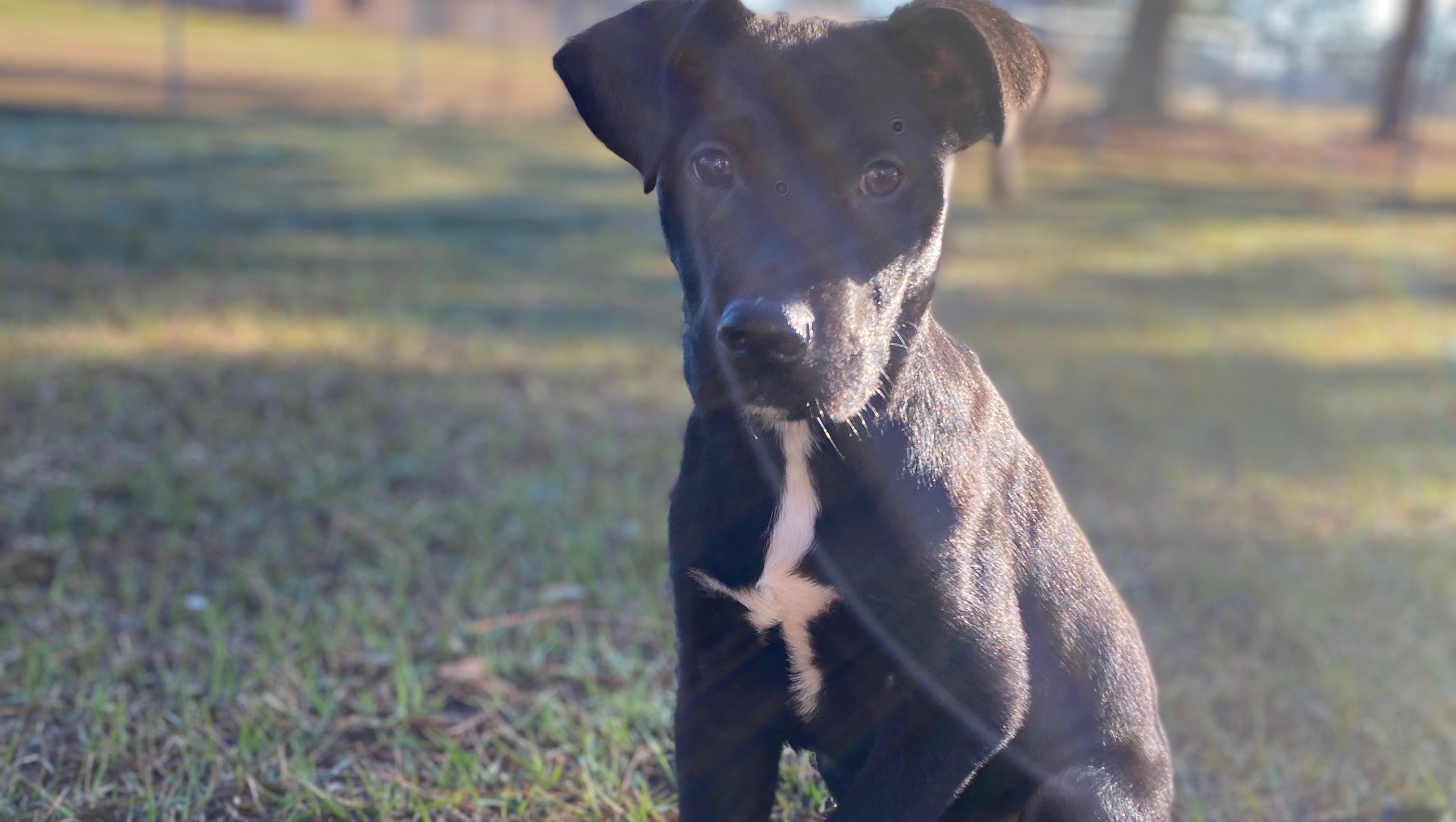 Fundraiser by Taylor Cheatham-Winston : Stray puppy needs surgery