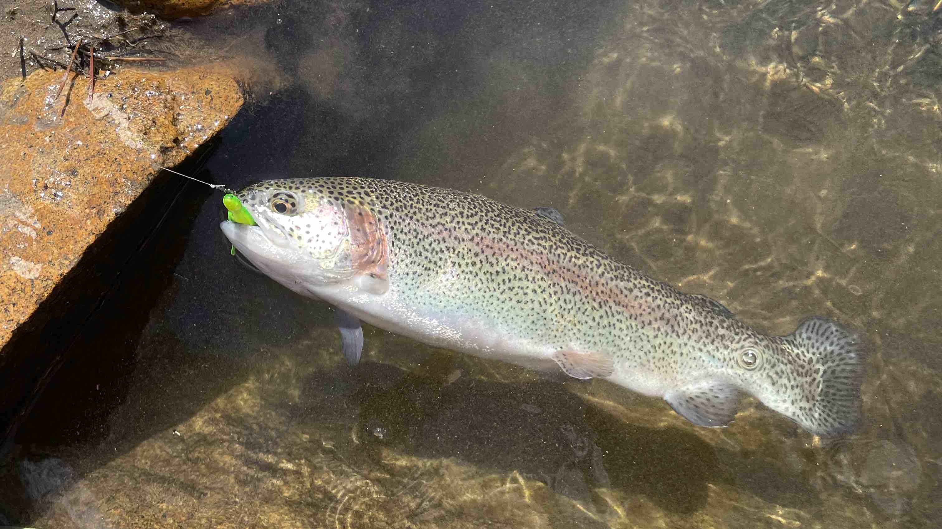 Fundraiser by Robert Nickelson : Trout Plant in the South Fork Yuba River