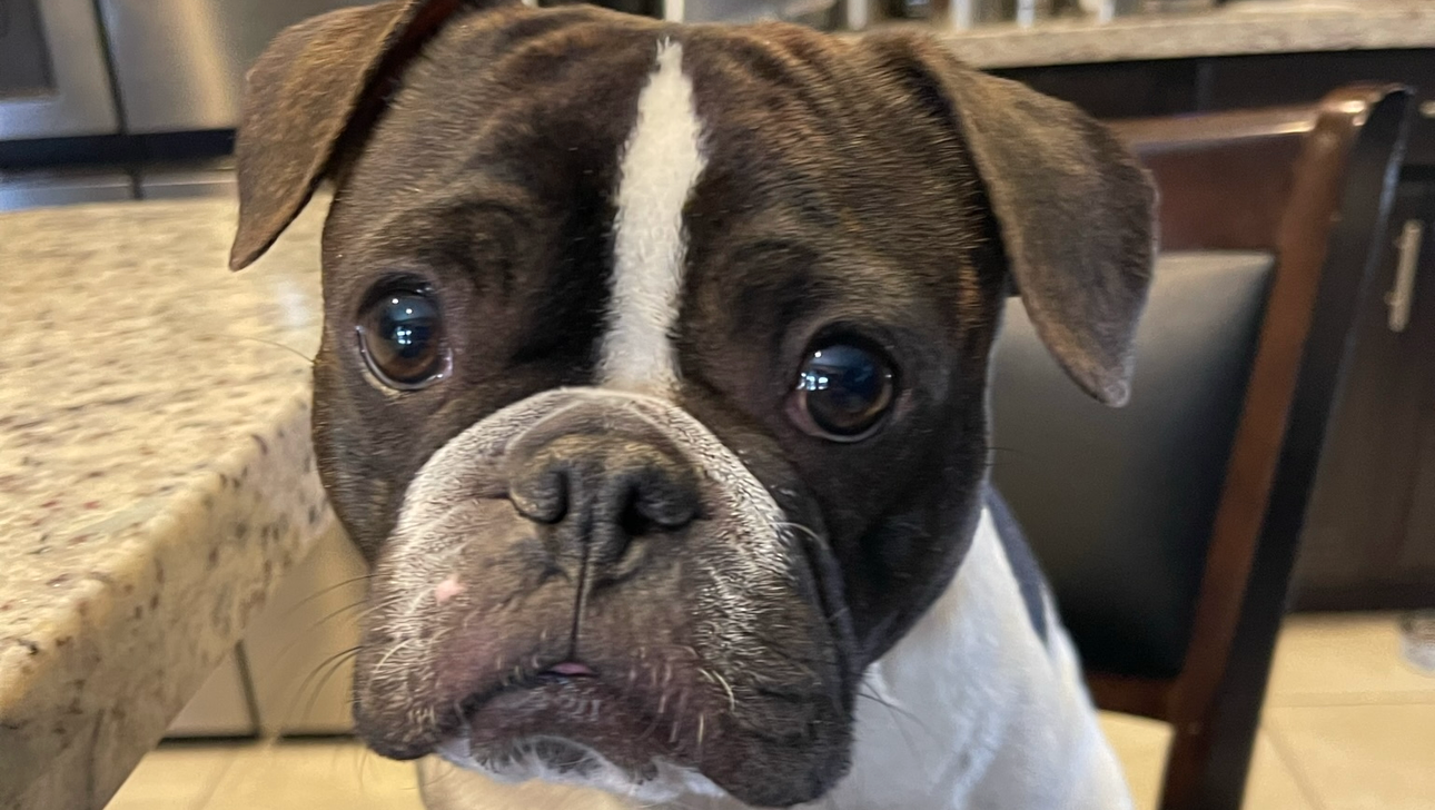 Fundraiser by Melissa Drake : Save Kash Poo!