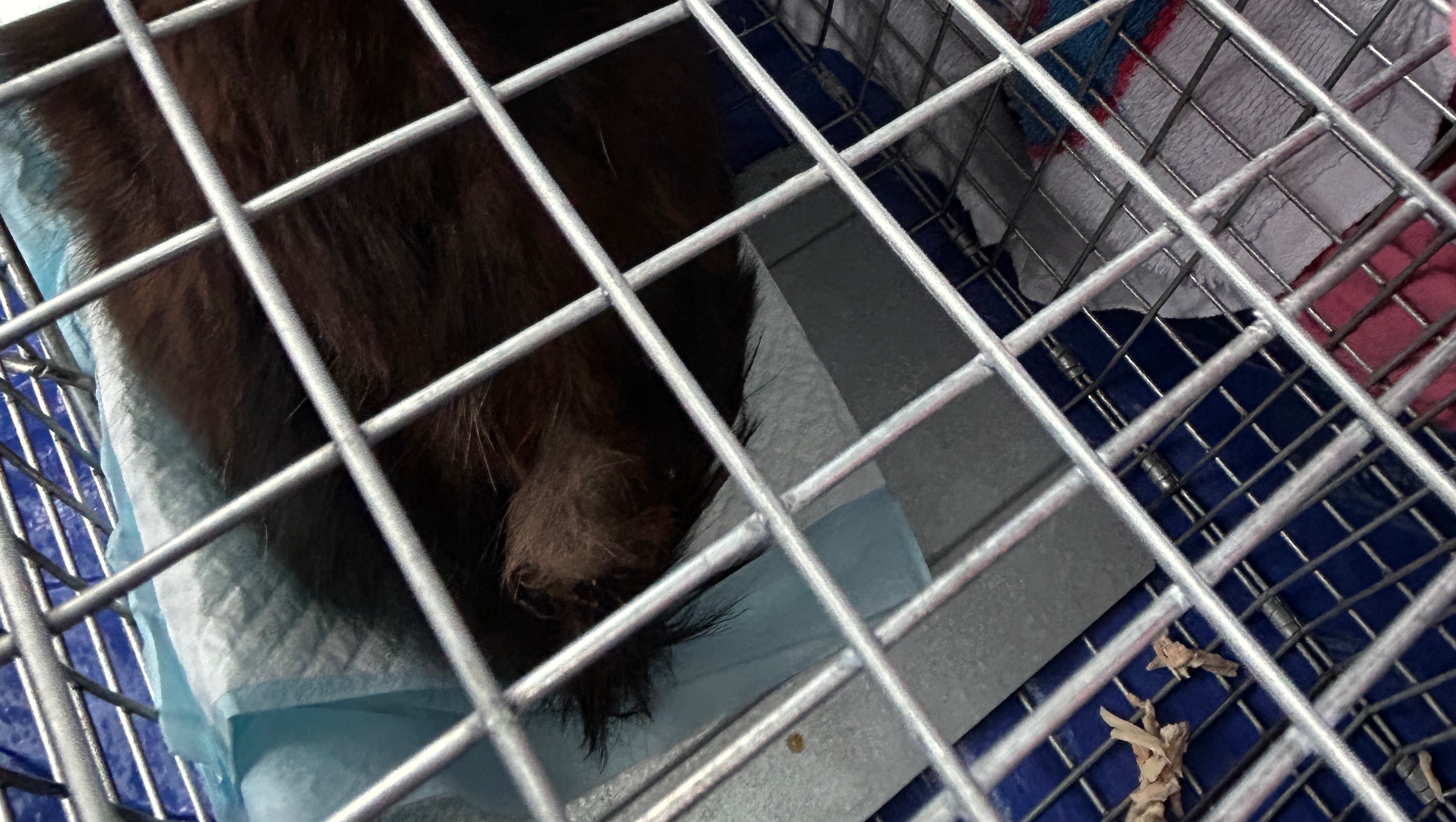 Fundraiser by Becky Whaley : Help “River” get some medical treatment