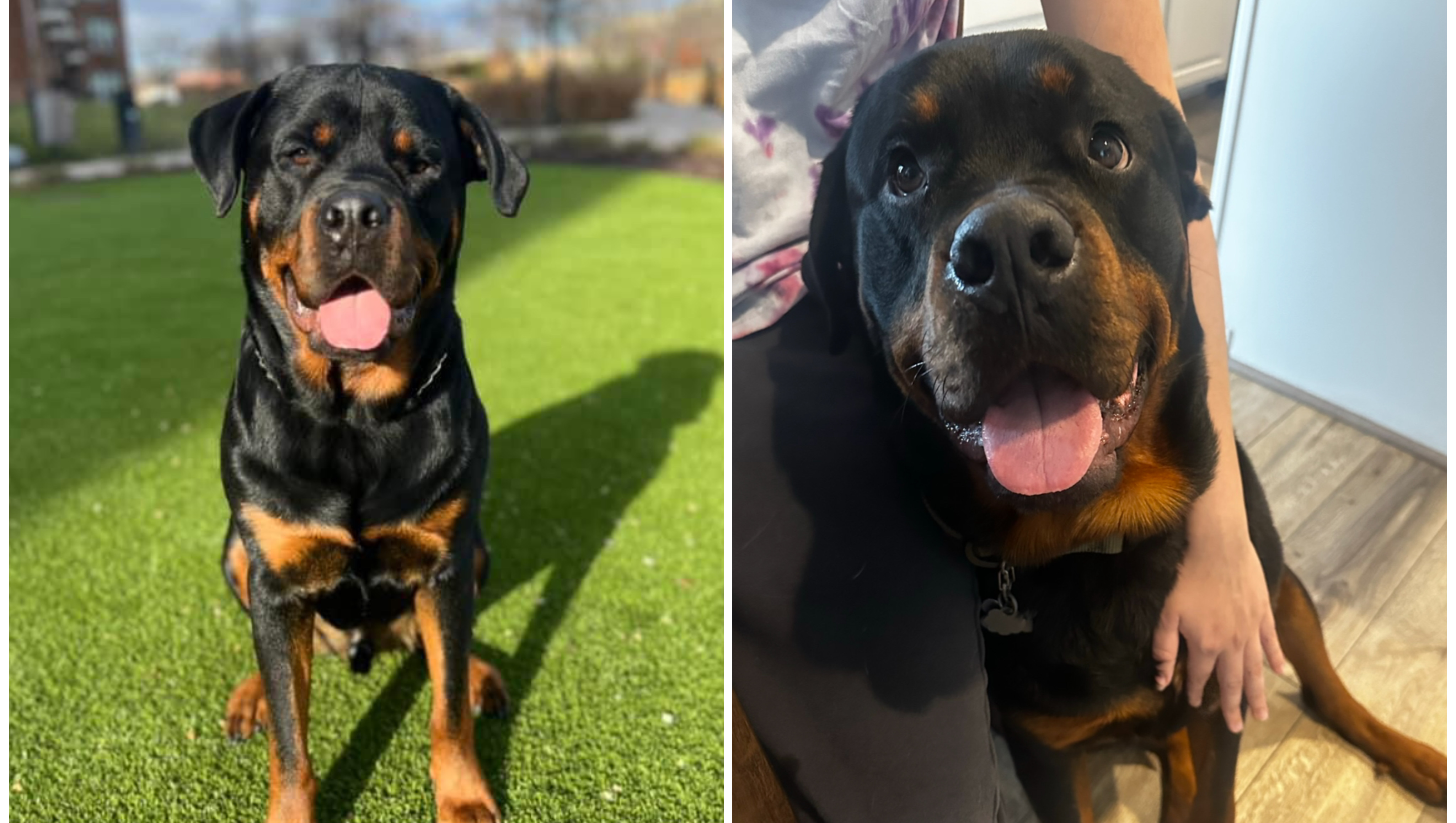 Fundraiser for Ari Winske by Jillian Winske : Help with Emergency ...