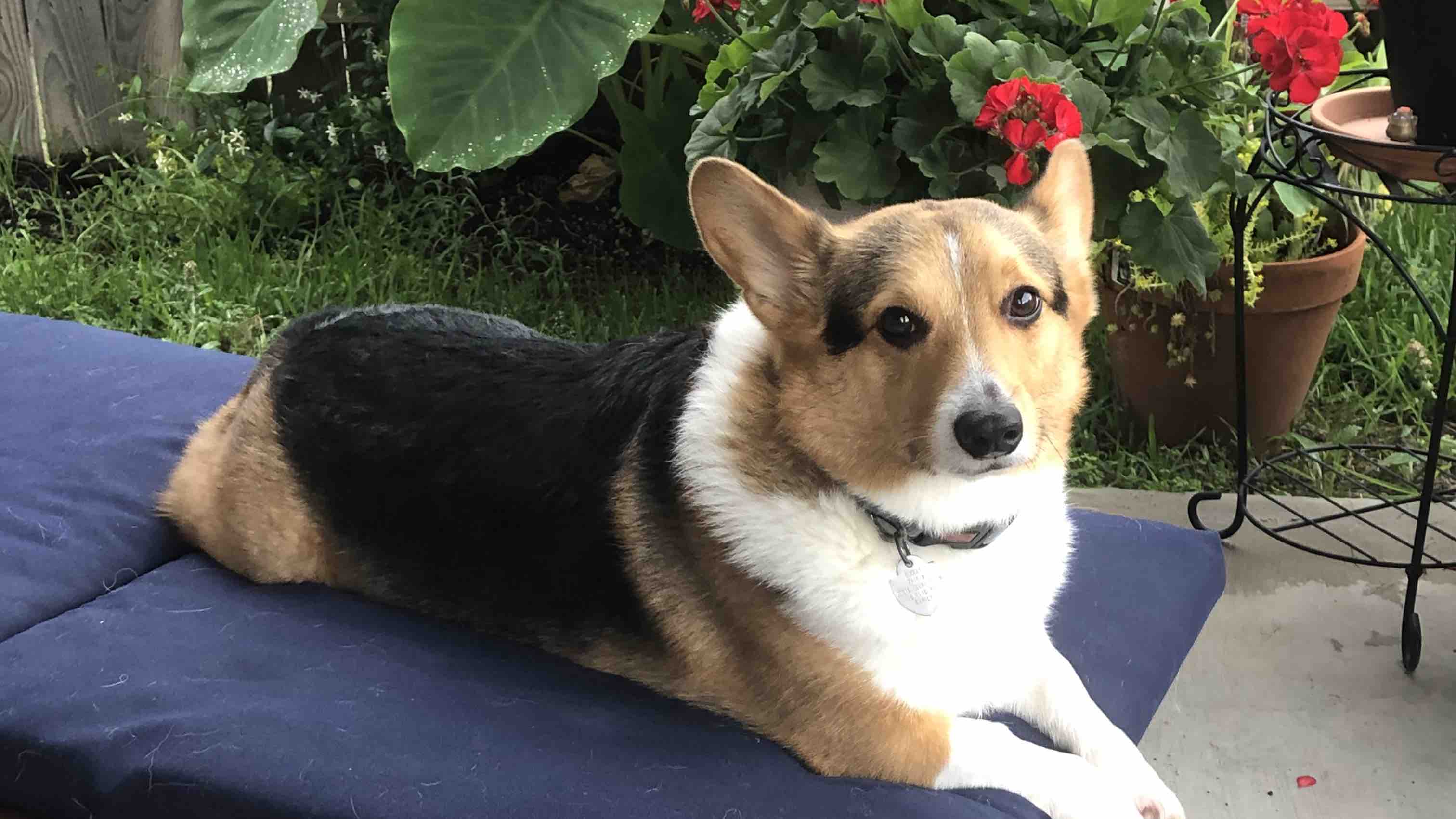 Fundraiser by Amara Schiro : Help Save Drake’s Life