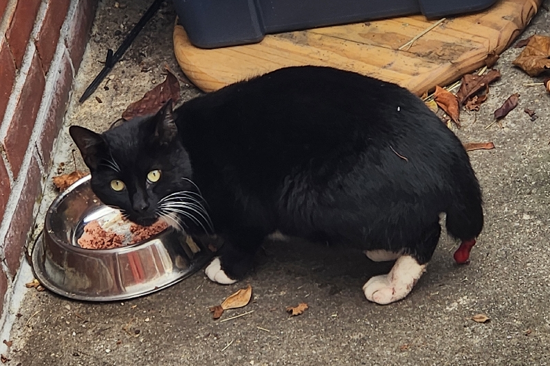 Fundraiser by Patricia Ticora : Feral Cat's Tail Amputation