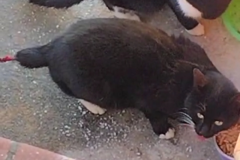 Fundraiser by Patricia Ticora : Feral Cat's Tail Amputation