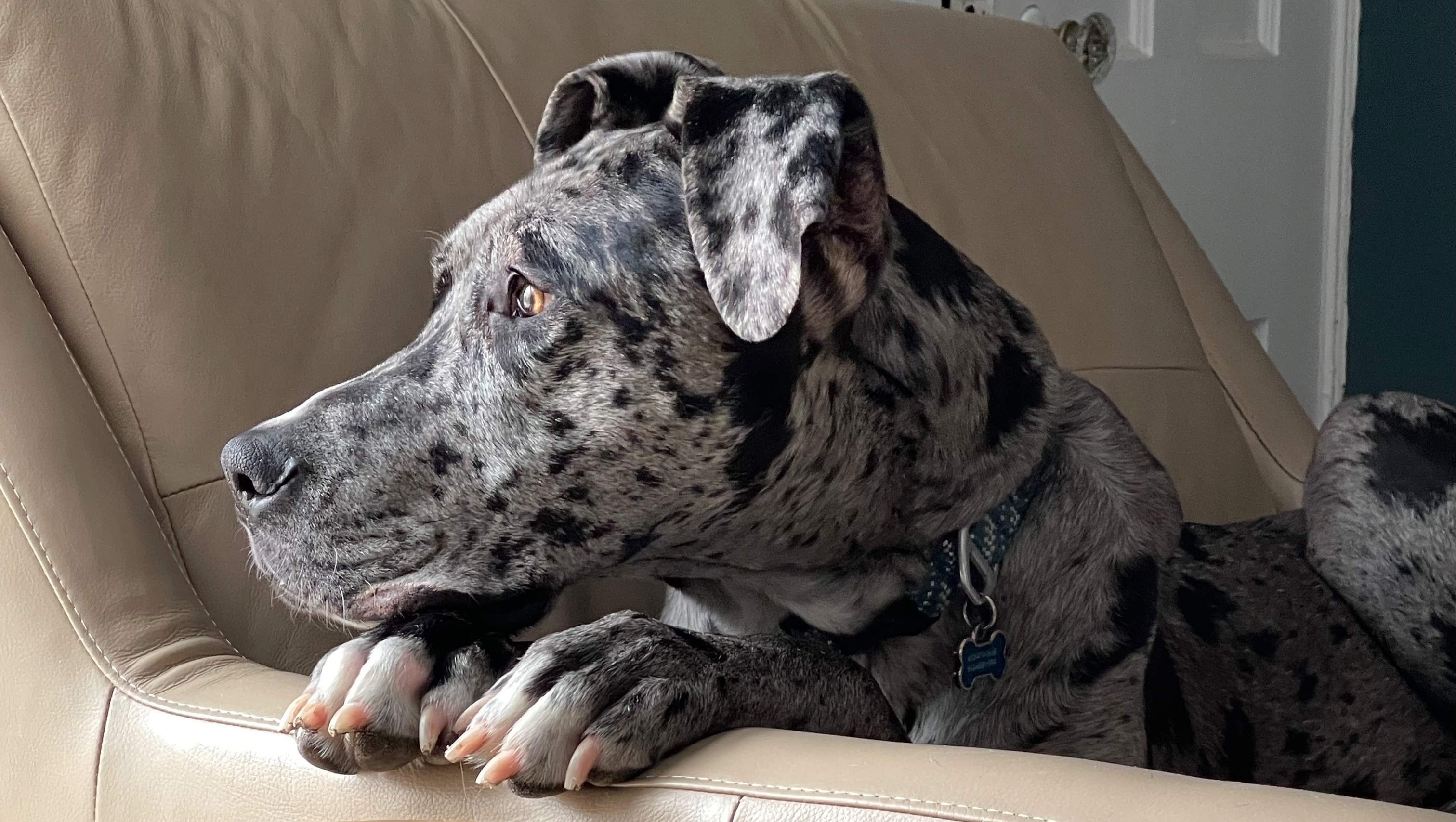 Fundraiser for Catherine Bear by Farrell Walsh : Dog rescuers need help ...