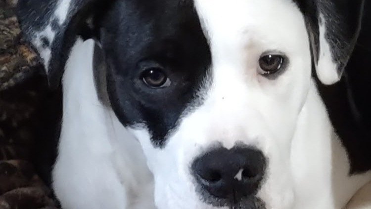 Fundraiser by Mindy Mayer : Sweet Rescue Puppy Needs Double Hip Surgery ...
