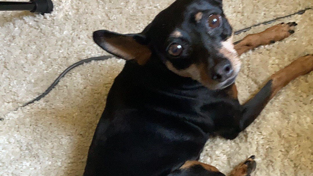 Fundraiser by Carl Bruton : Penny: 14 yr old MinPin Vet Bill