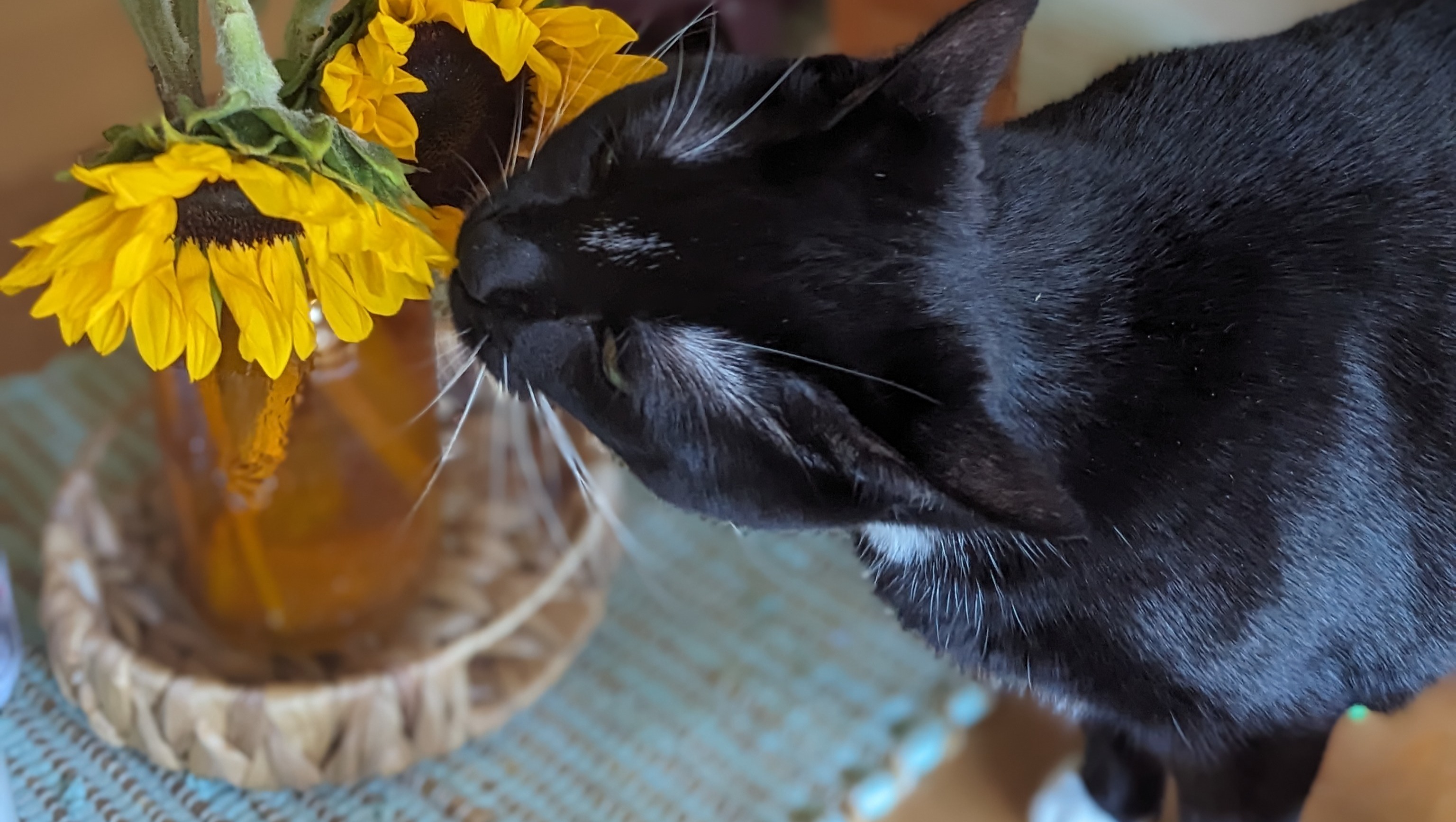 Fundraiser for Shannon Lyons by Heidi Rausch Cancio : Help cover Vivien ...