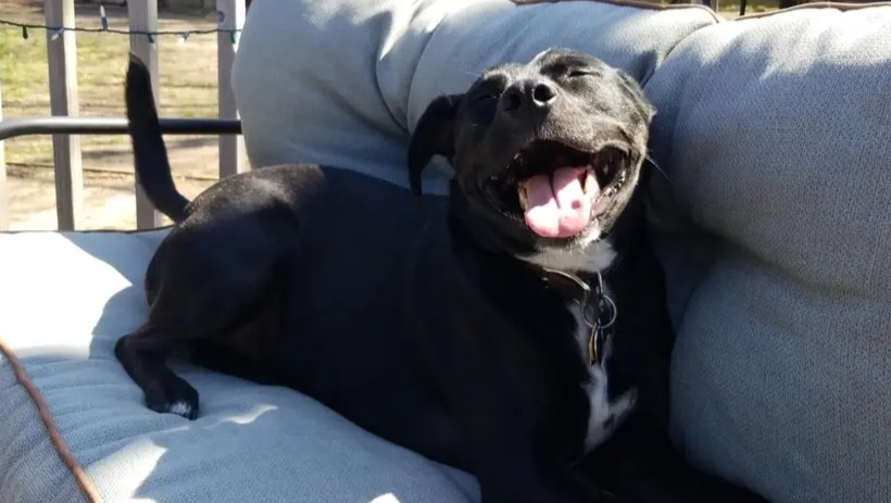 Fundraiser by Matt Schuetz : Milo's New Knees