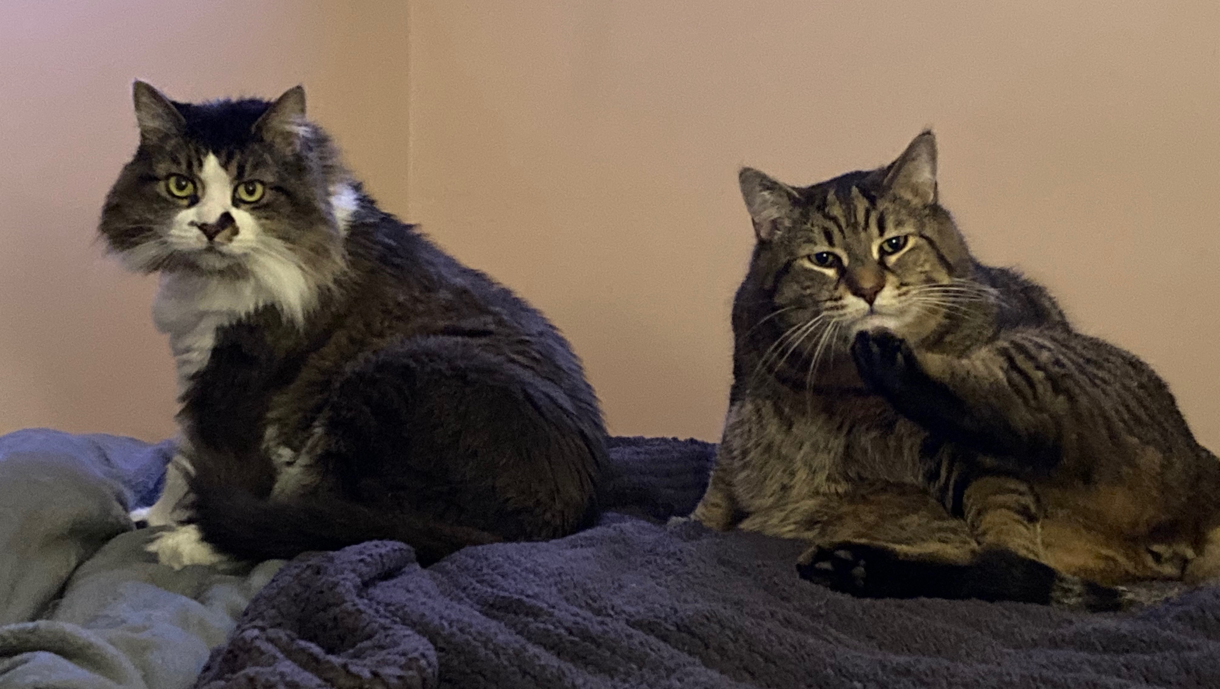 Fundraiser by Karl Guerette Trottier : Moogly & Kiki's Medical Bills