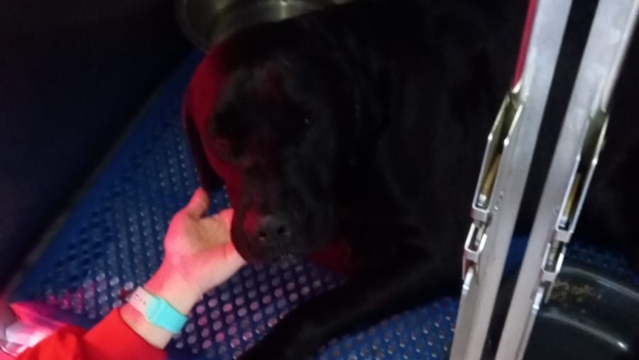 Fundraiser for Rosalia Randazzo by Michele Mirto : Una speranza per Poldo