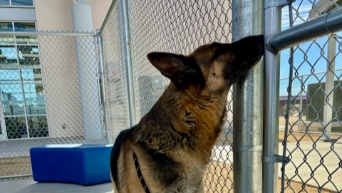 Fundraiser by Trent Roberts : New Kennels for ASCMV Shelter (RIP ...