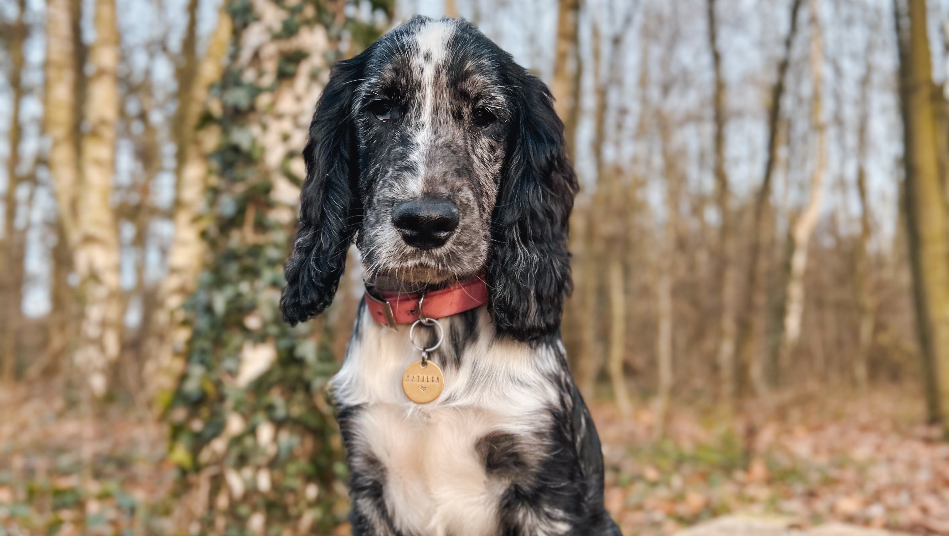 Raccolta fondi di Tia Morris : Give Matilda her sight