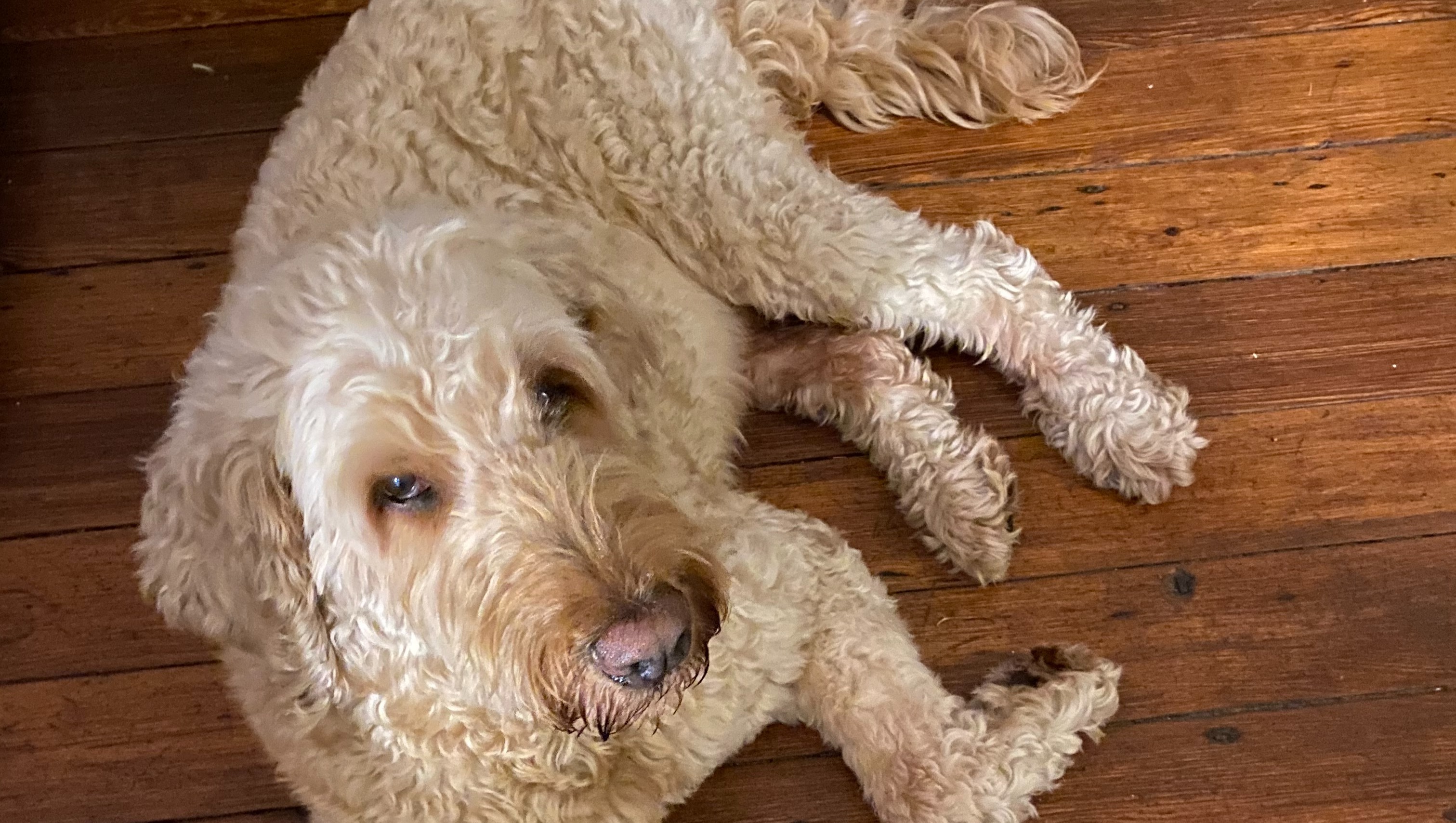 Fundraiser by Moira Kowalczyk : help Bodhi restore his health Fundraiser by Moira Kowalczyk : help Bodhi restore his health