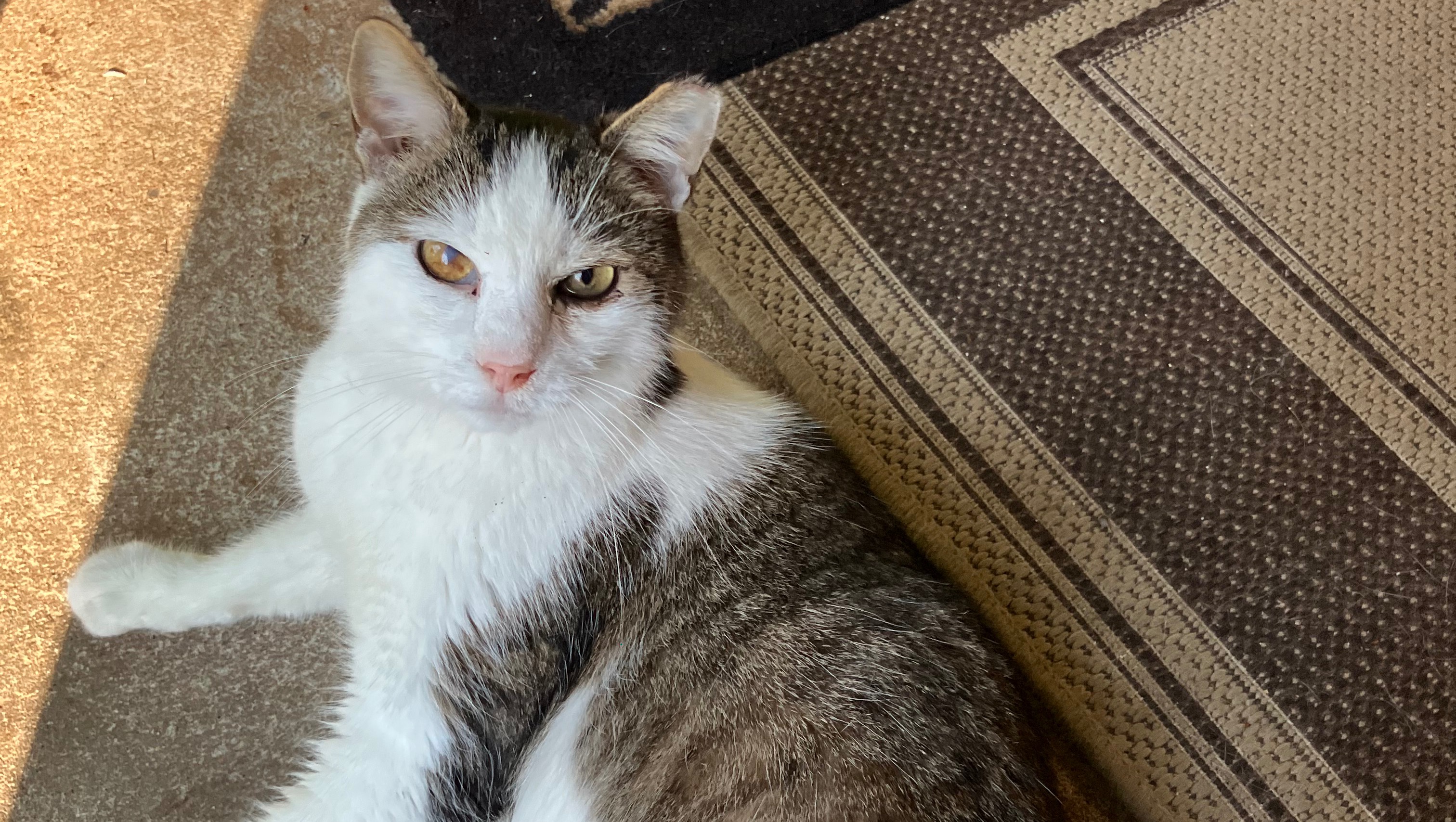 Fundraiser by Pam Yoder : Buddy