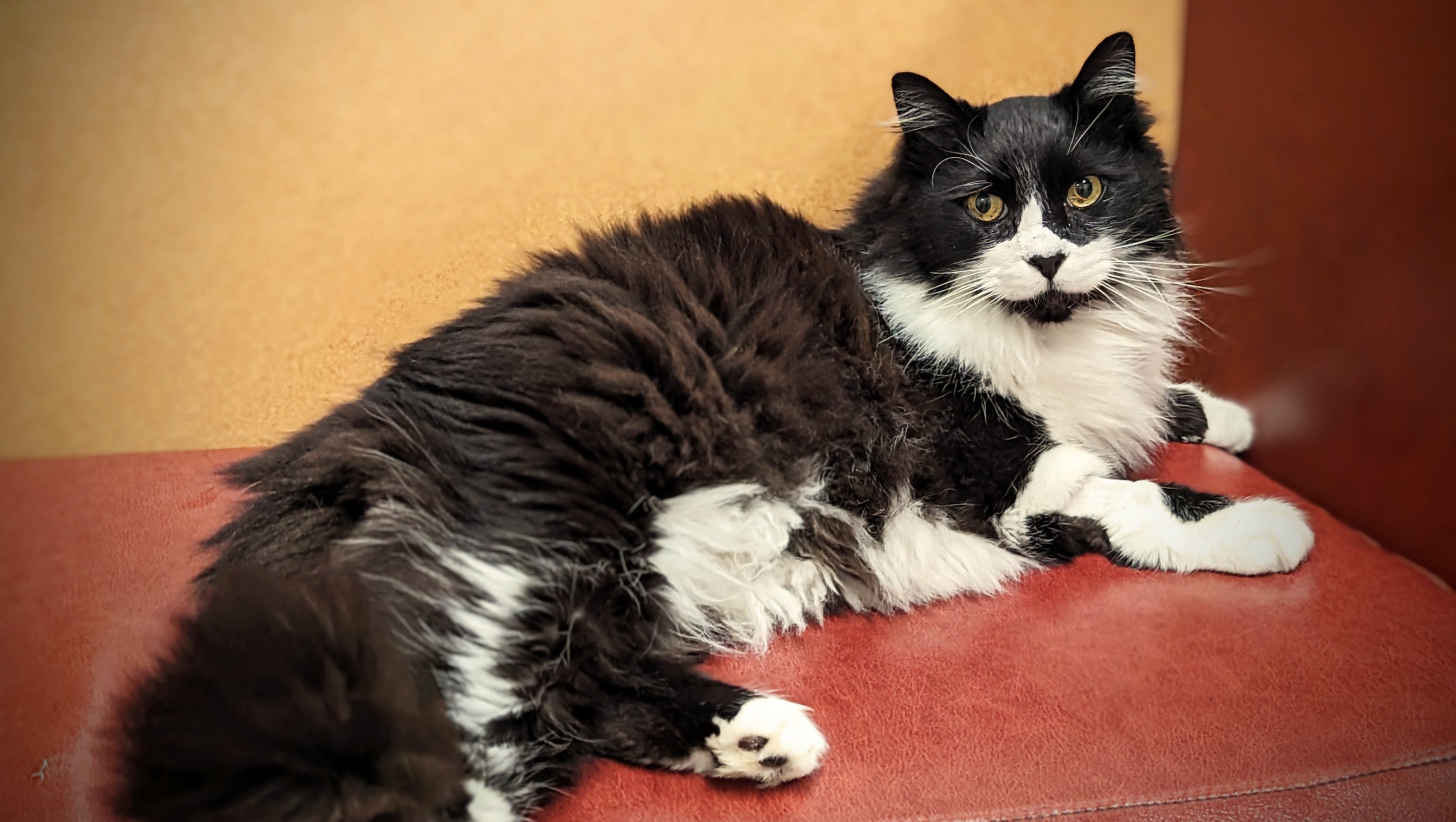 Fundraiser by Hannah Olsen : Help Hannah Pay Bandito's Vet Bill