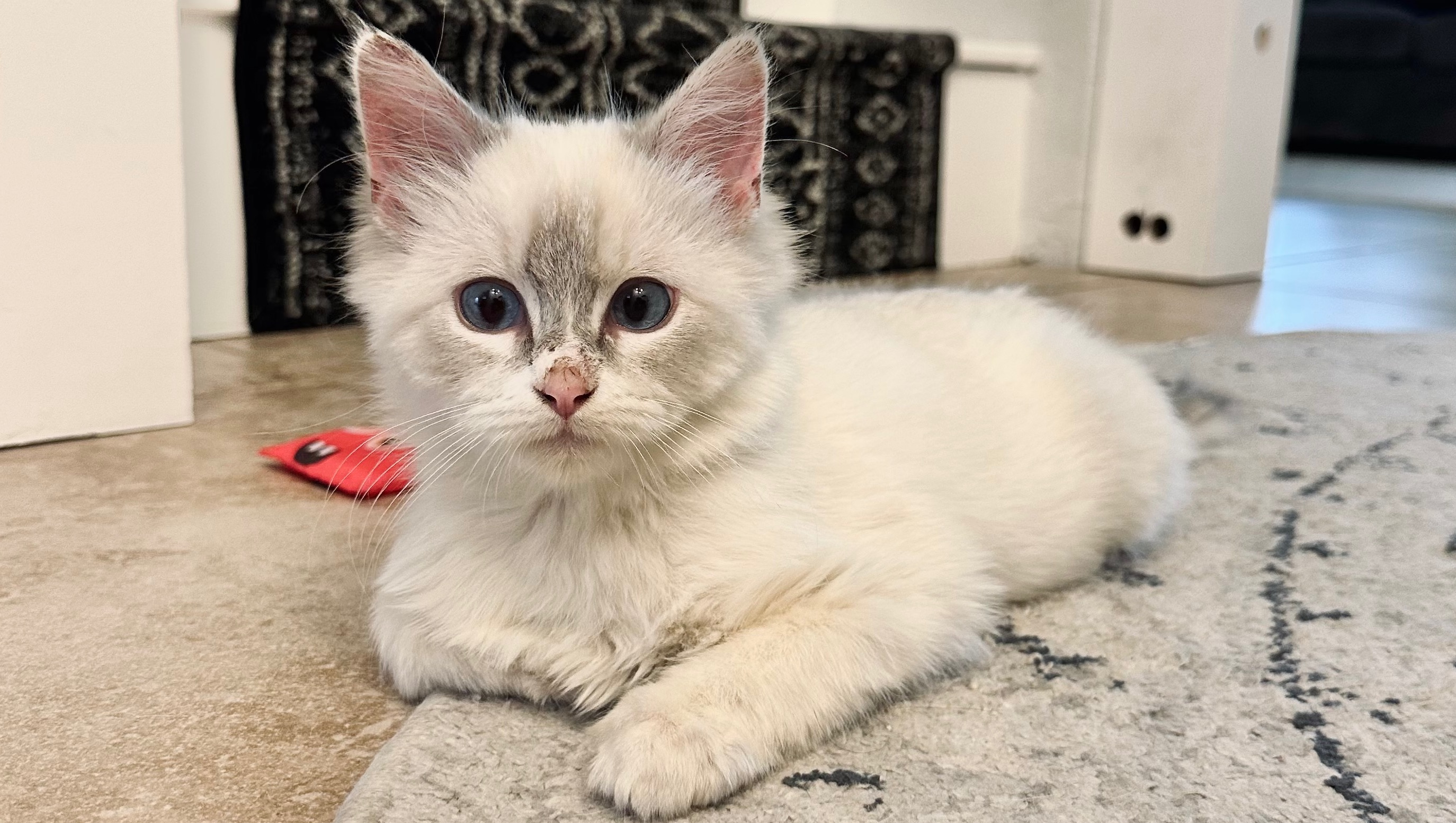 Fundraiser by Roxanne Swa : Please help Willow