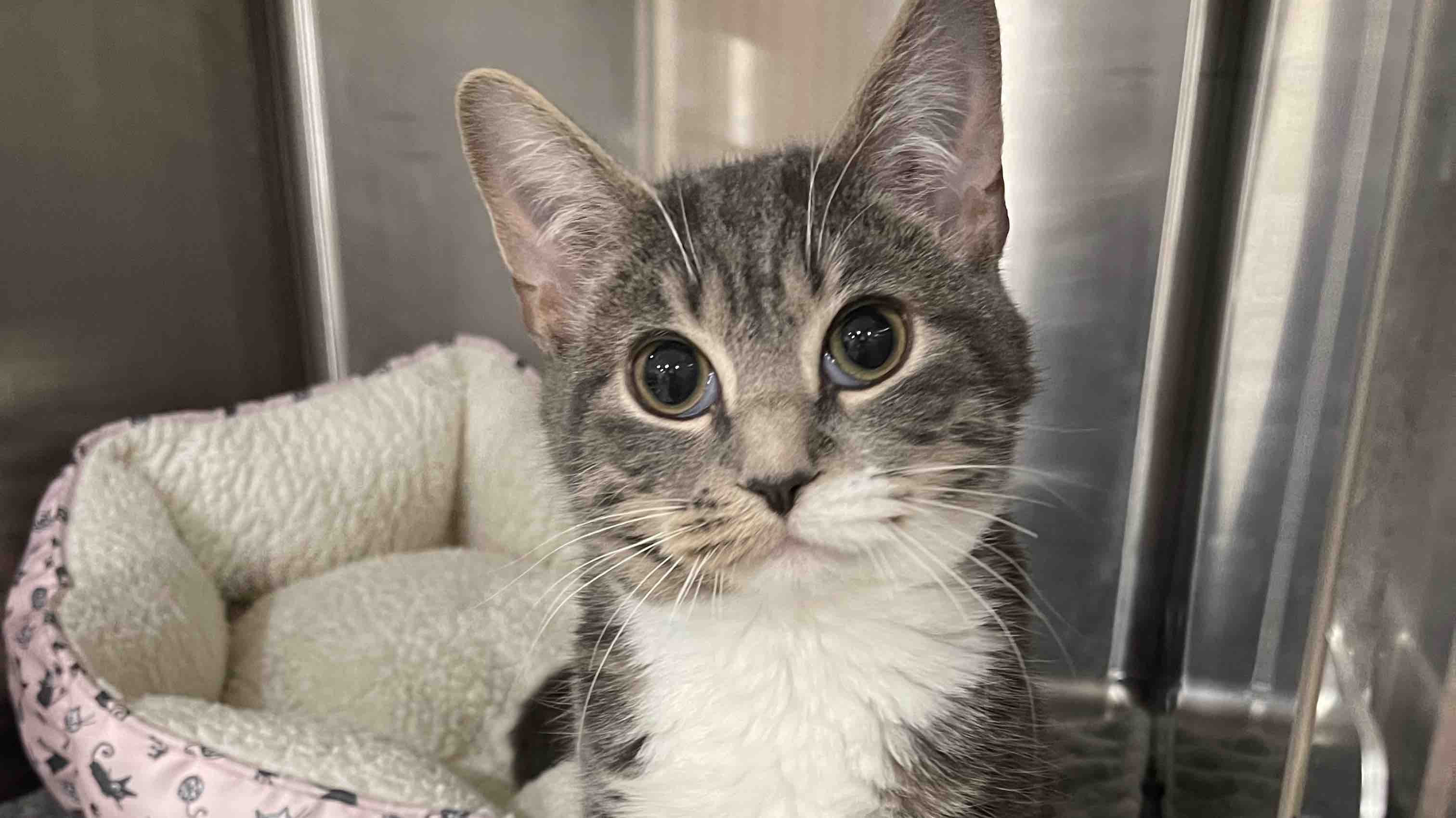 Fundraiser for Robyn Sharpe by Emma Blair : Help Mr. Biscuits walk again