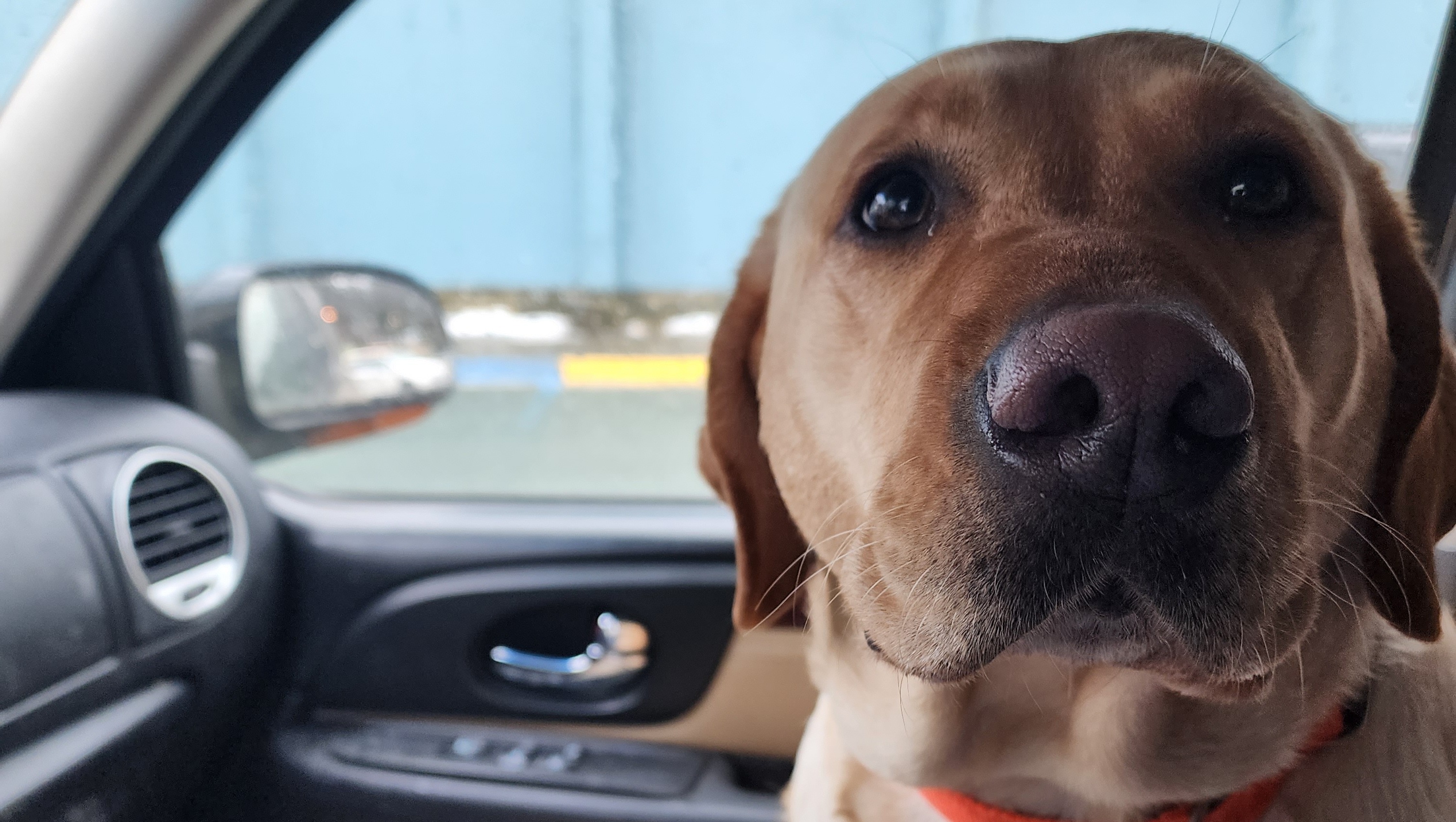 Fundraiser by Davina Merchant : Sissy Vet visits. Recovery