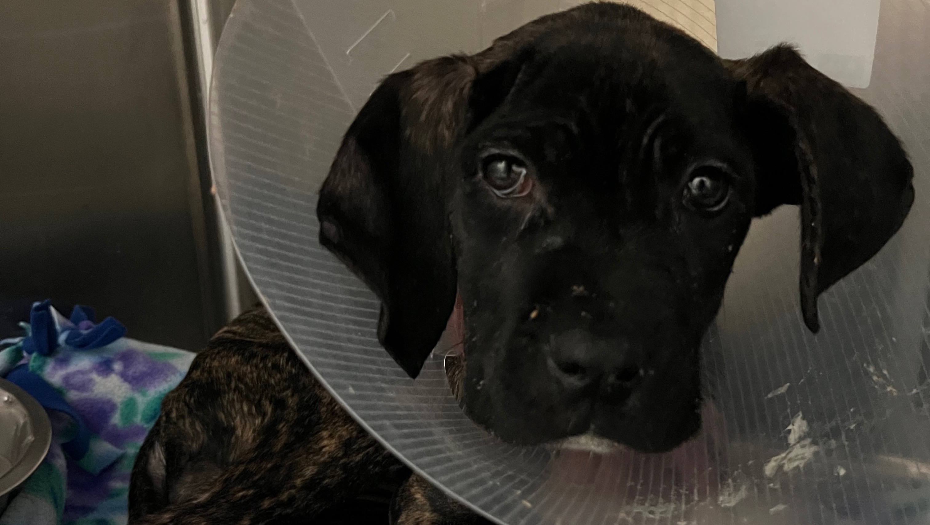 Fundraiser by Brandy Morin : Valkyrie -abandoned Parvo Positive Puppy