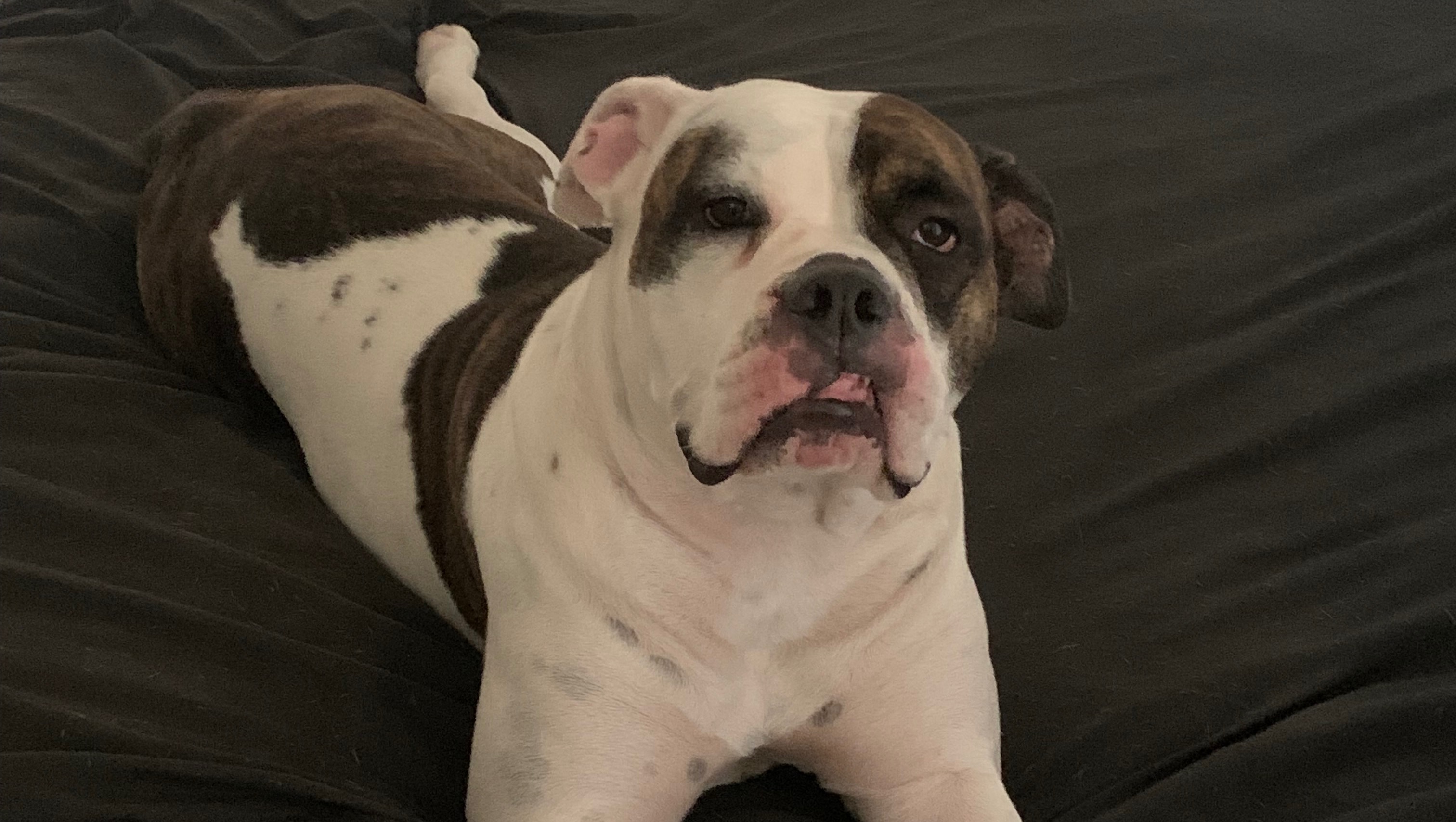 Fundraiser by Stephanie Brainard : Ari’s Emergency Surgery