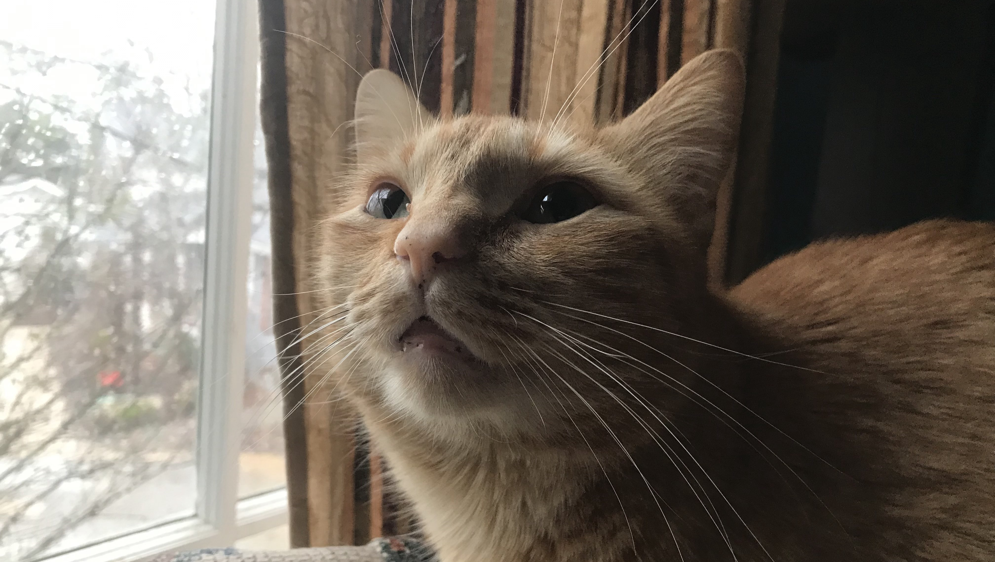 Fundraiser for Kendra Shepherd by Roger Stephenson : Help Save Tango's Life