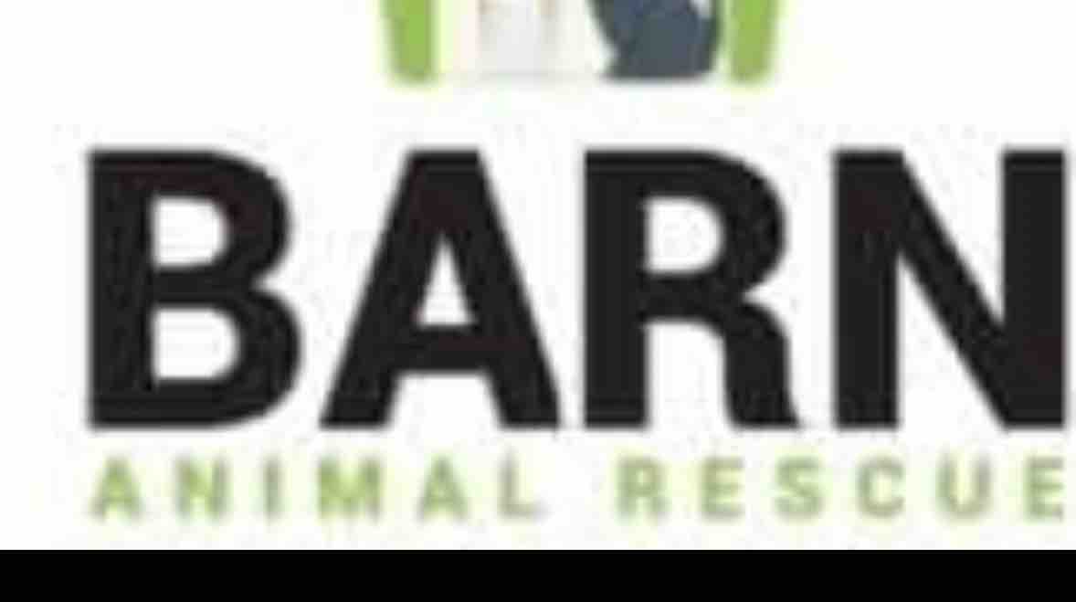 Fundraiser by Ellis Mckee : Belfast Marathon for The Barn Animal Rescue ...
