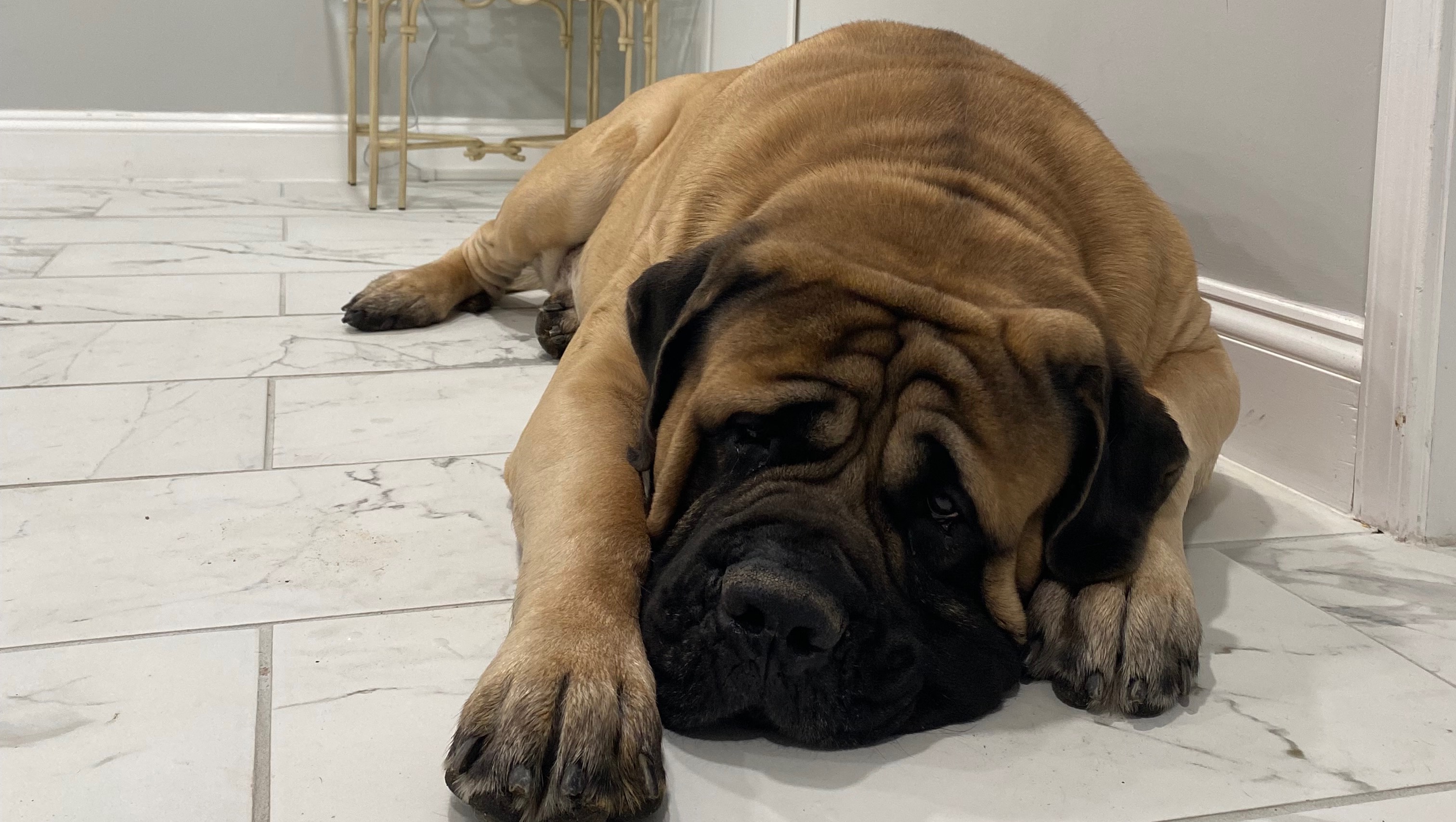 Fundraiser by carley funk : Milo going to the orthopedic surgeon