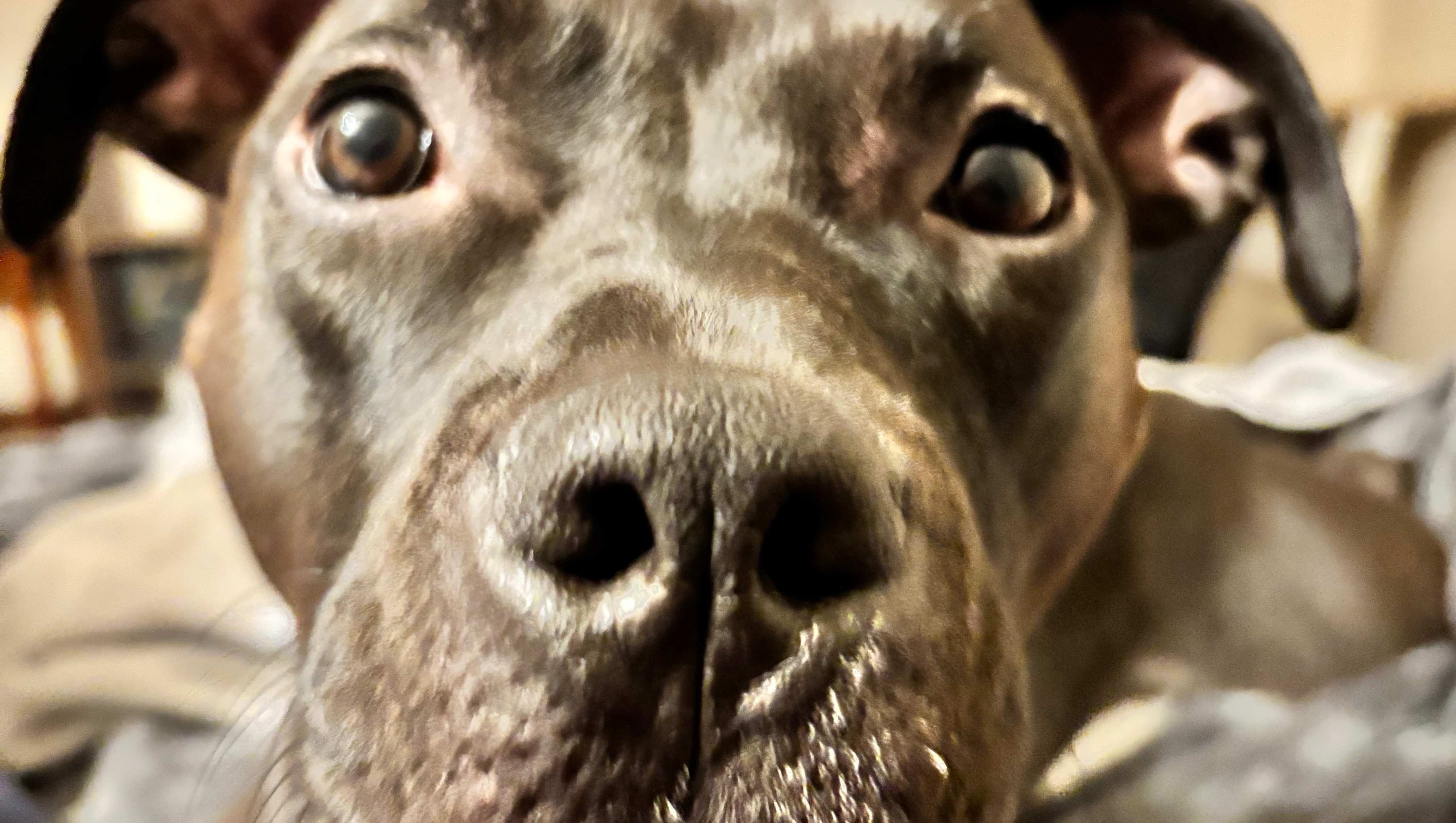 Fundraiser by Mara Stegner : Ila Mae with her Vet Bills - Hit and run ...