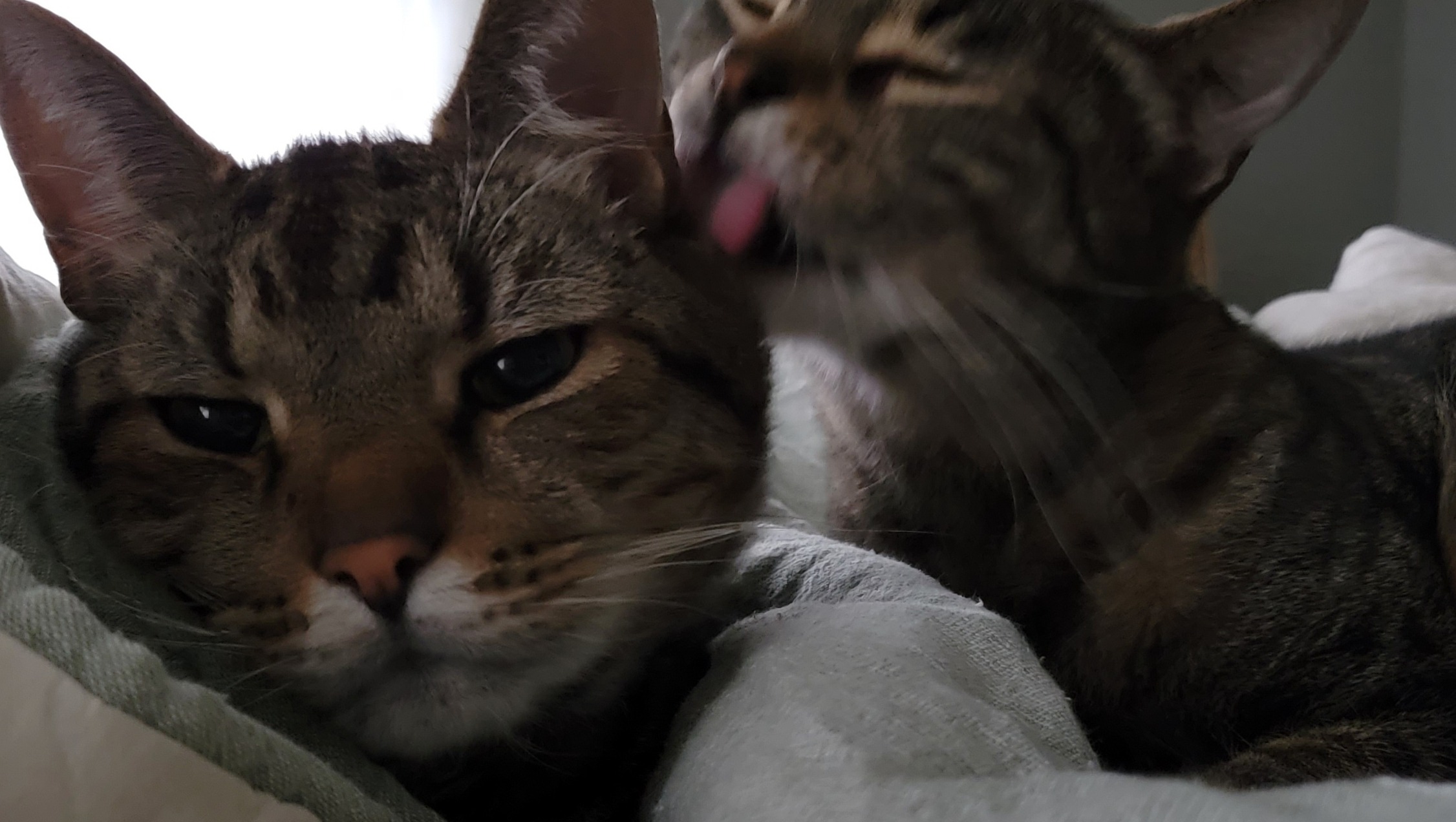 Fundraiser by Em B : Help Save Steve: A Fight Against Urinary Blockage