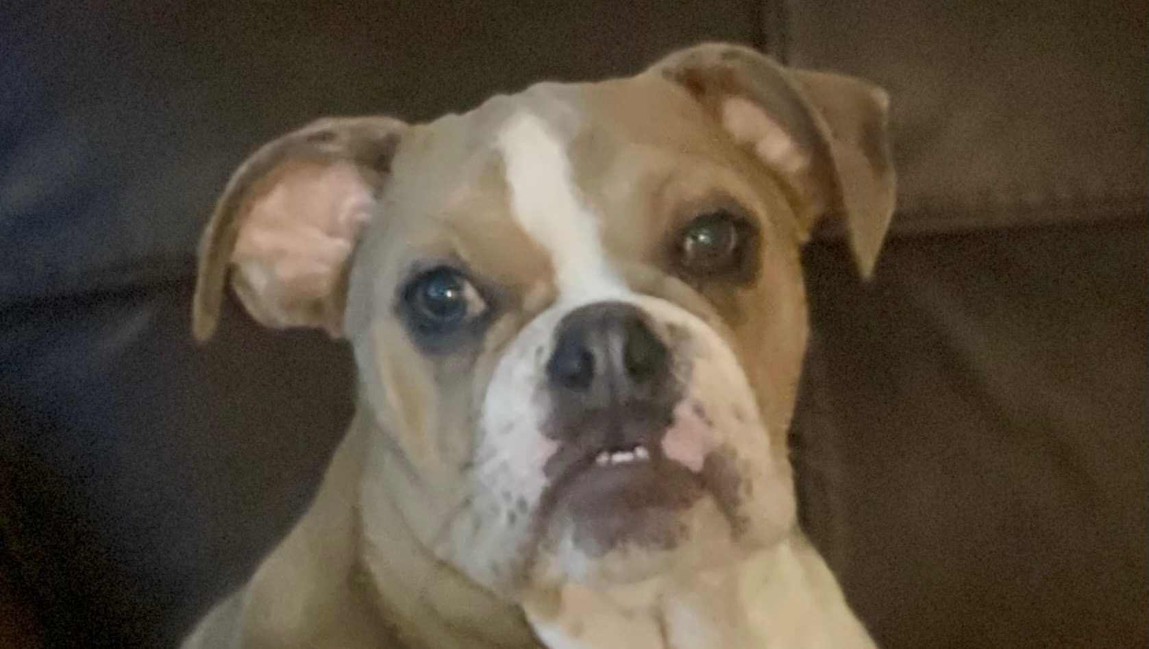 Fundraiser by Reesci Gillespie : Help Desperately Needed For Kennedy