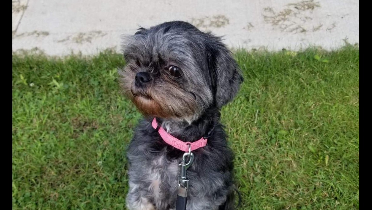 Fundraiser by Heather Morris : Help Cover Molly's Surgery that Saved her.