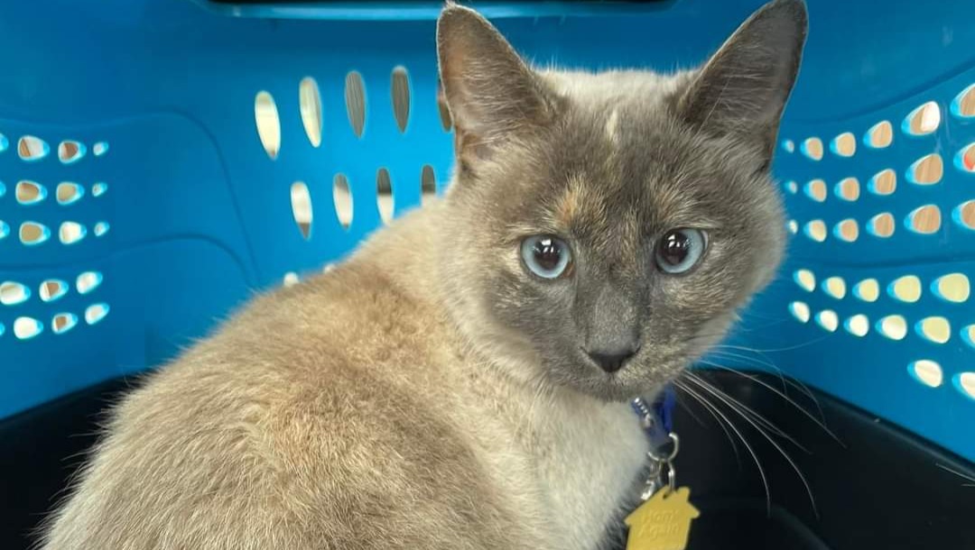 Fundraiser by Dorothy Fortunato : Stormy Cat