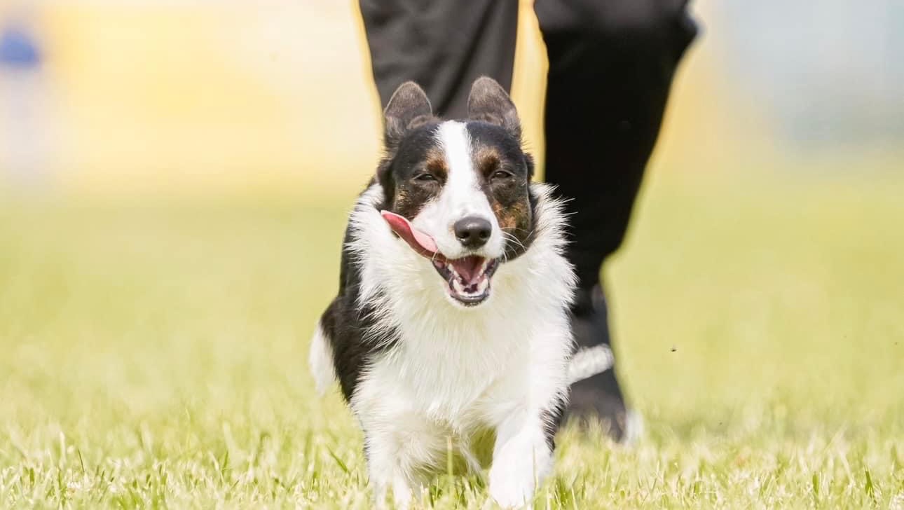 Fundraiser for Solana Reskey-Vaughn by Seri J Dukart : Helping Holly Heal