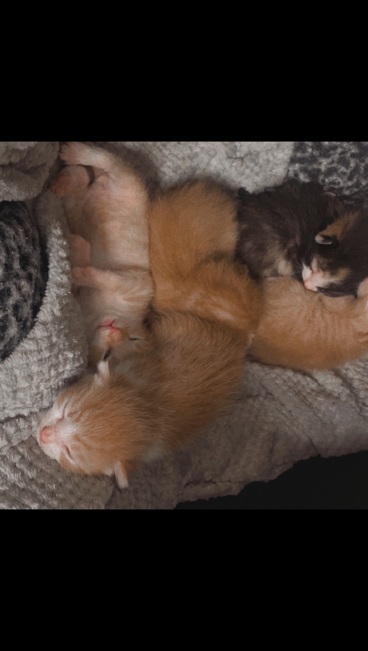 Fundraiser by Jade Neufeld : Mama bear and her cubs