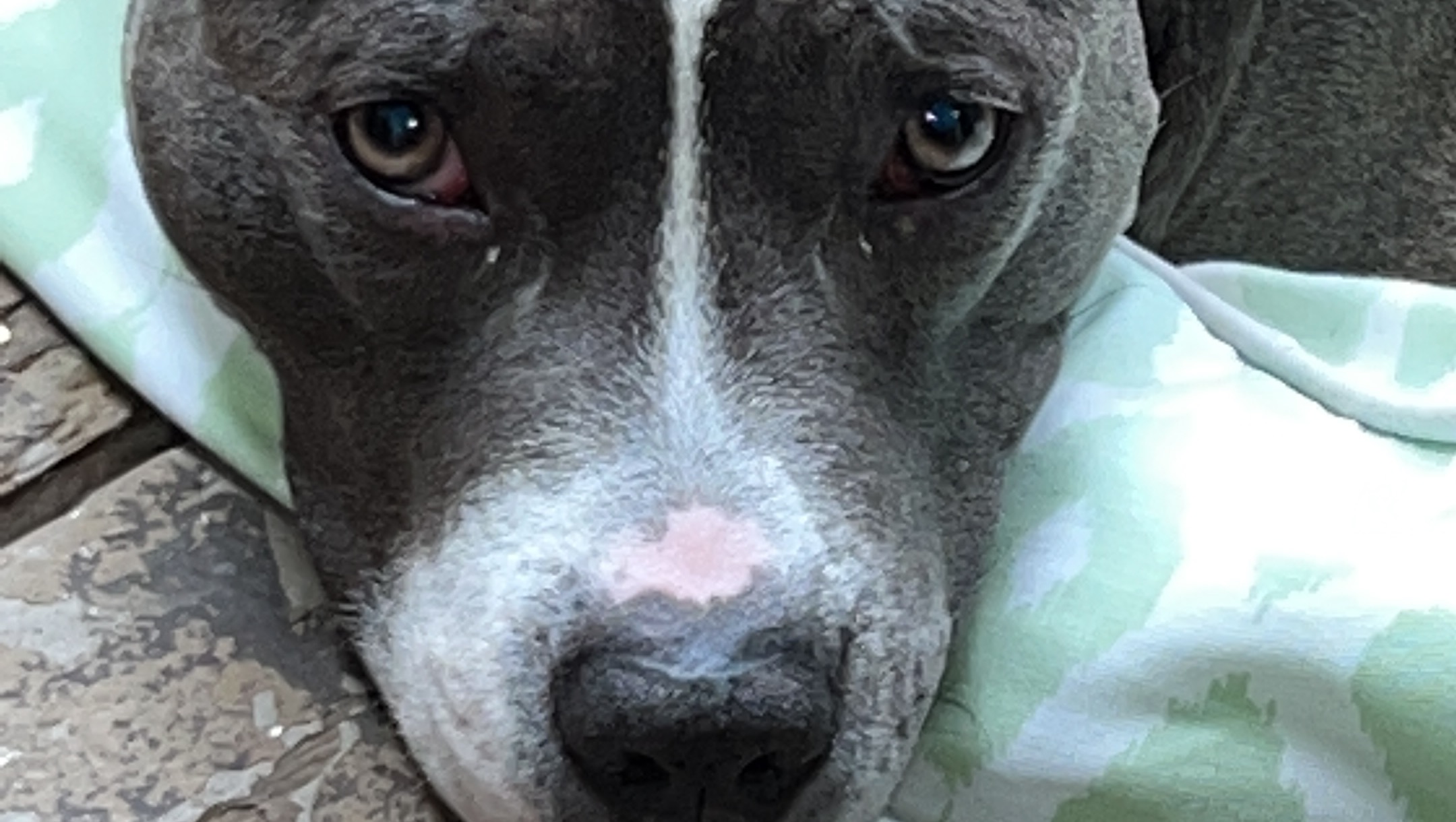 Fundraiser by Suril Shah : Moti’s medical emergency