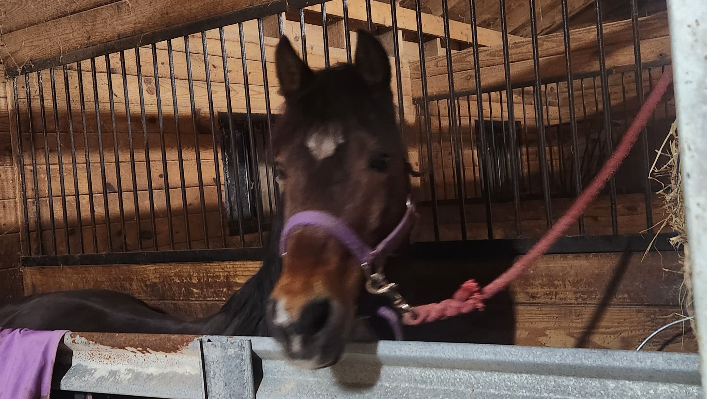 Fundraiser by Eliza Fournier : Save Mojo!